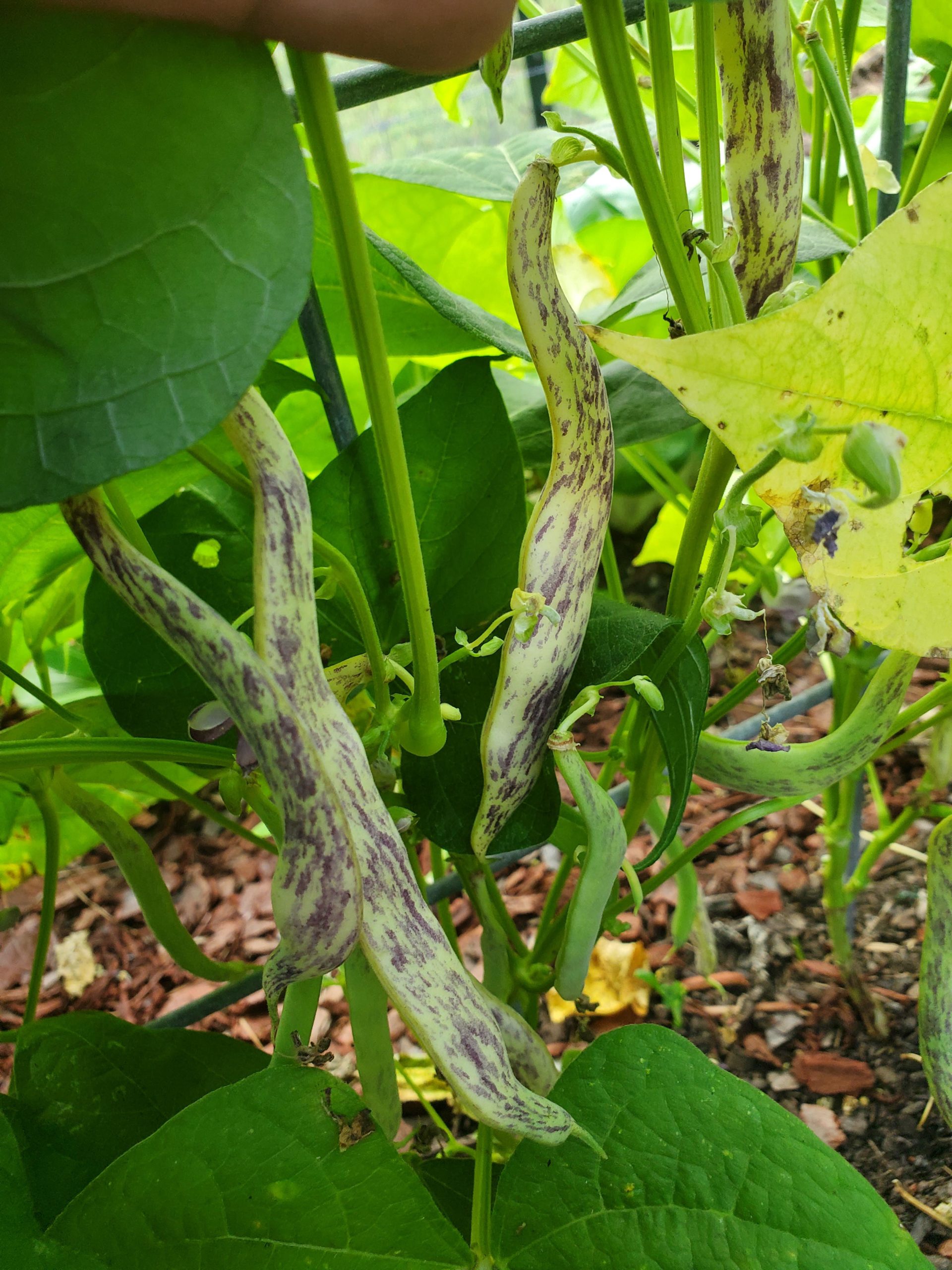 My dragon tongue beans are finally ready to harvest. I have a 100 foot ...
