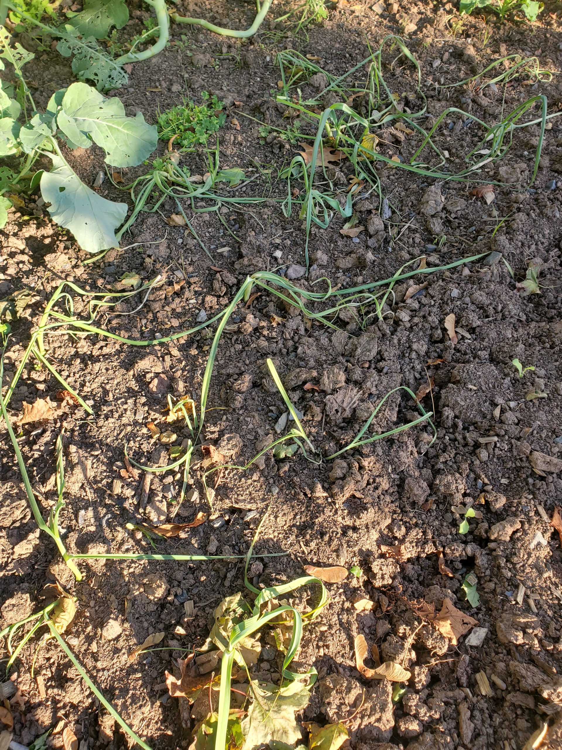 Why are my leeks looking sad? Any help? - Dining and Cooking