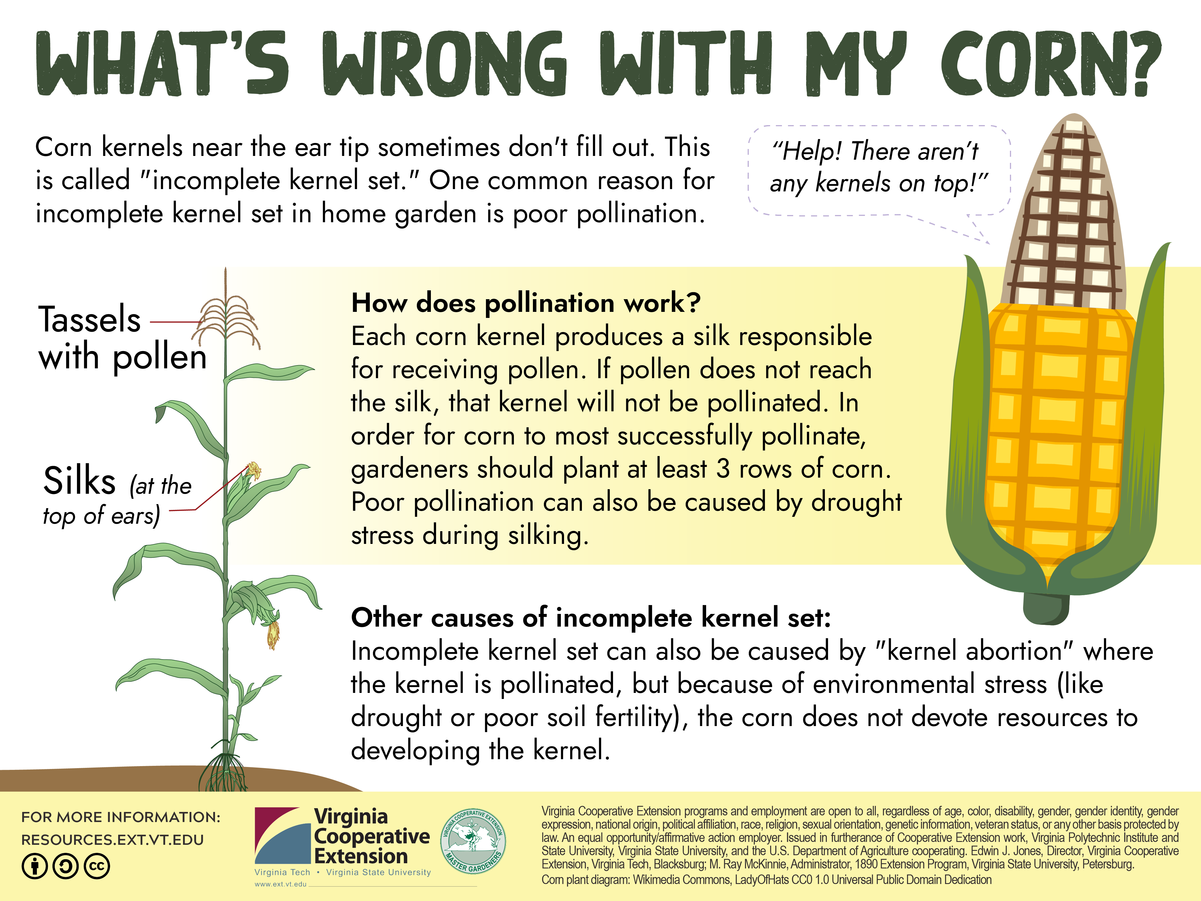 What's wrong with my corn!!! - Dining and Cooking