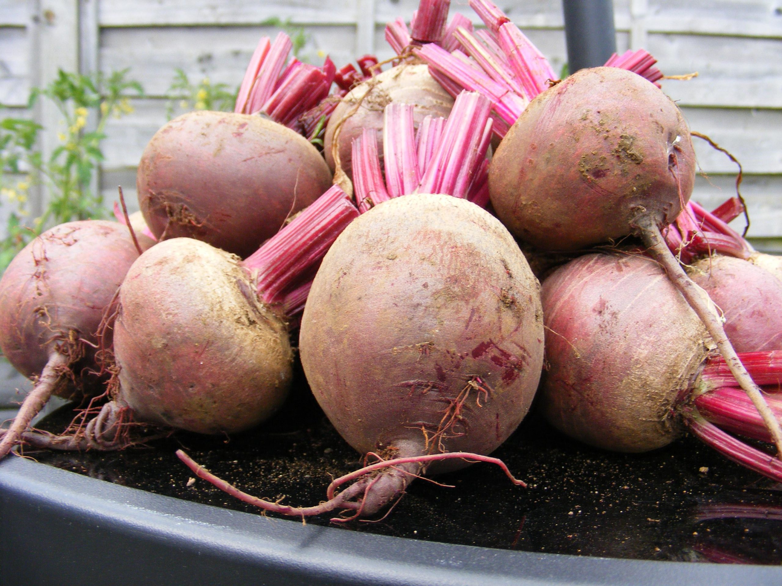 First Beetroot (Late September) - Dining and Cooking