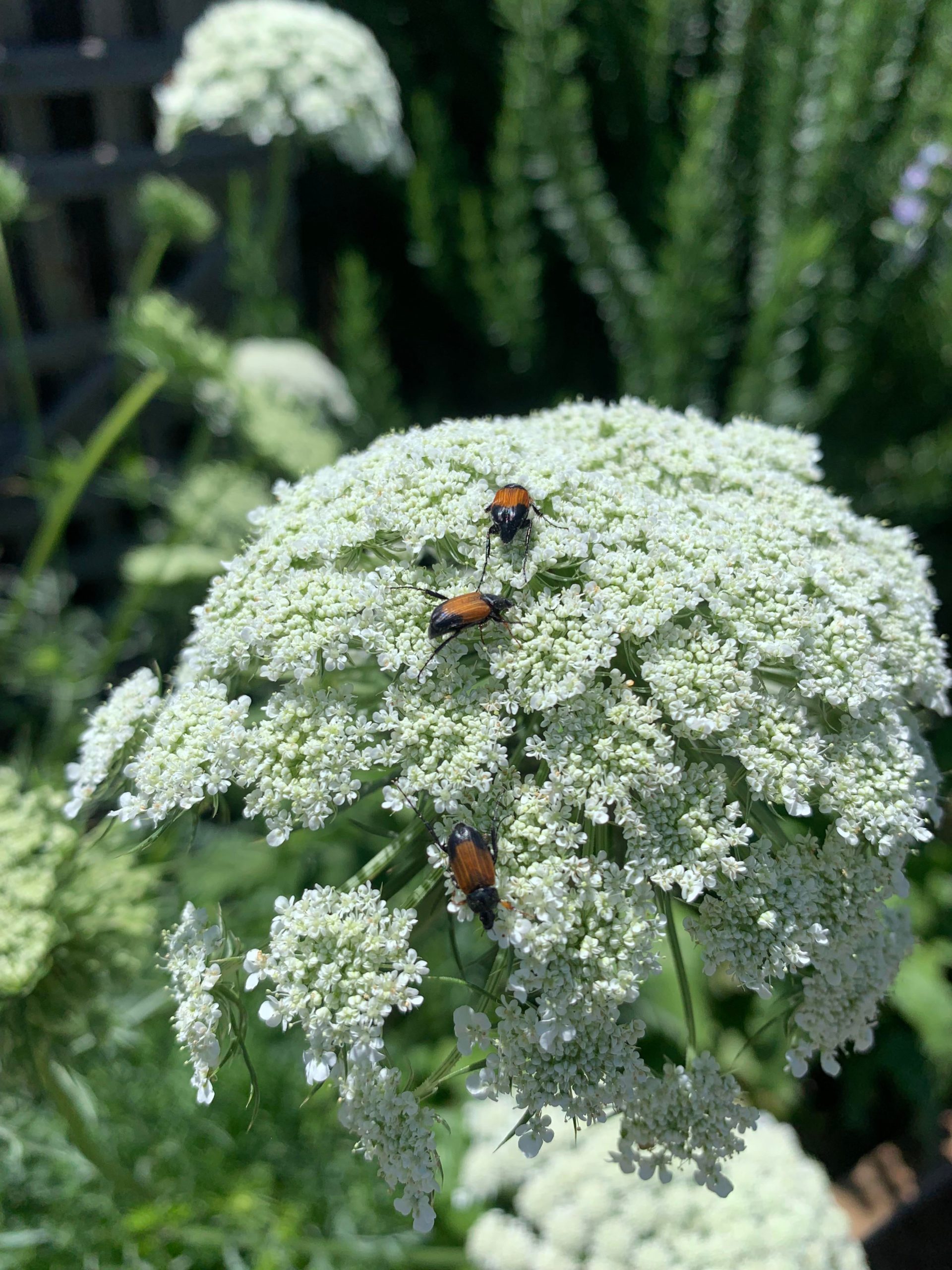 What are these bugs on my carrots that have gone to seed? - Dining and ...