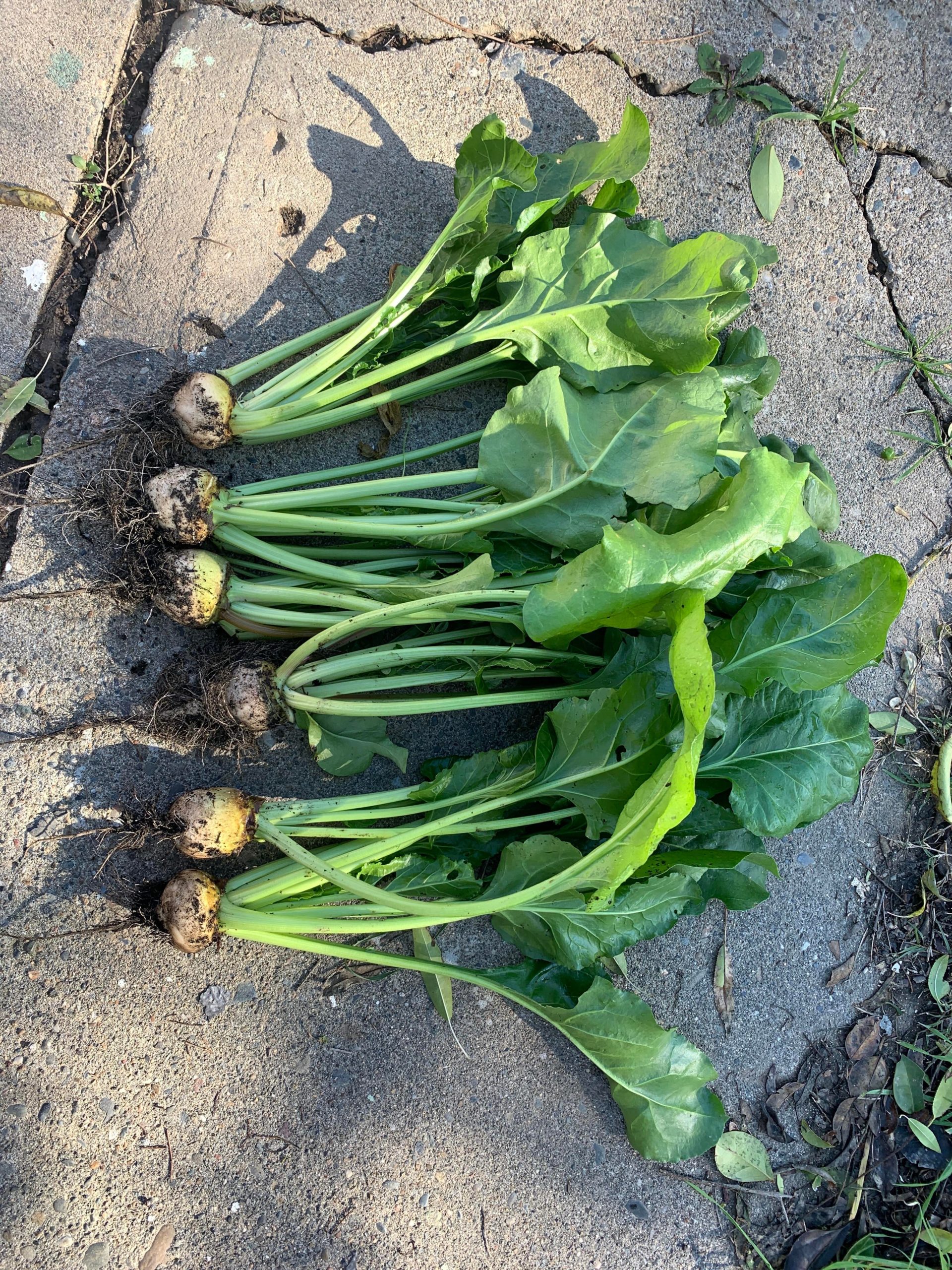 Small white avalanche beets for Christmas dinner - Dining and Cooking