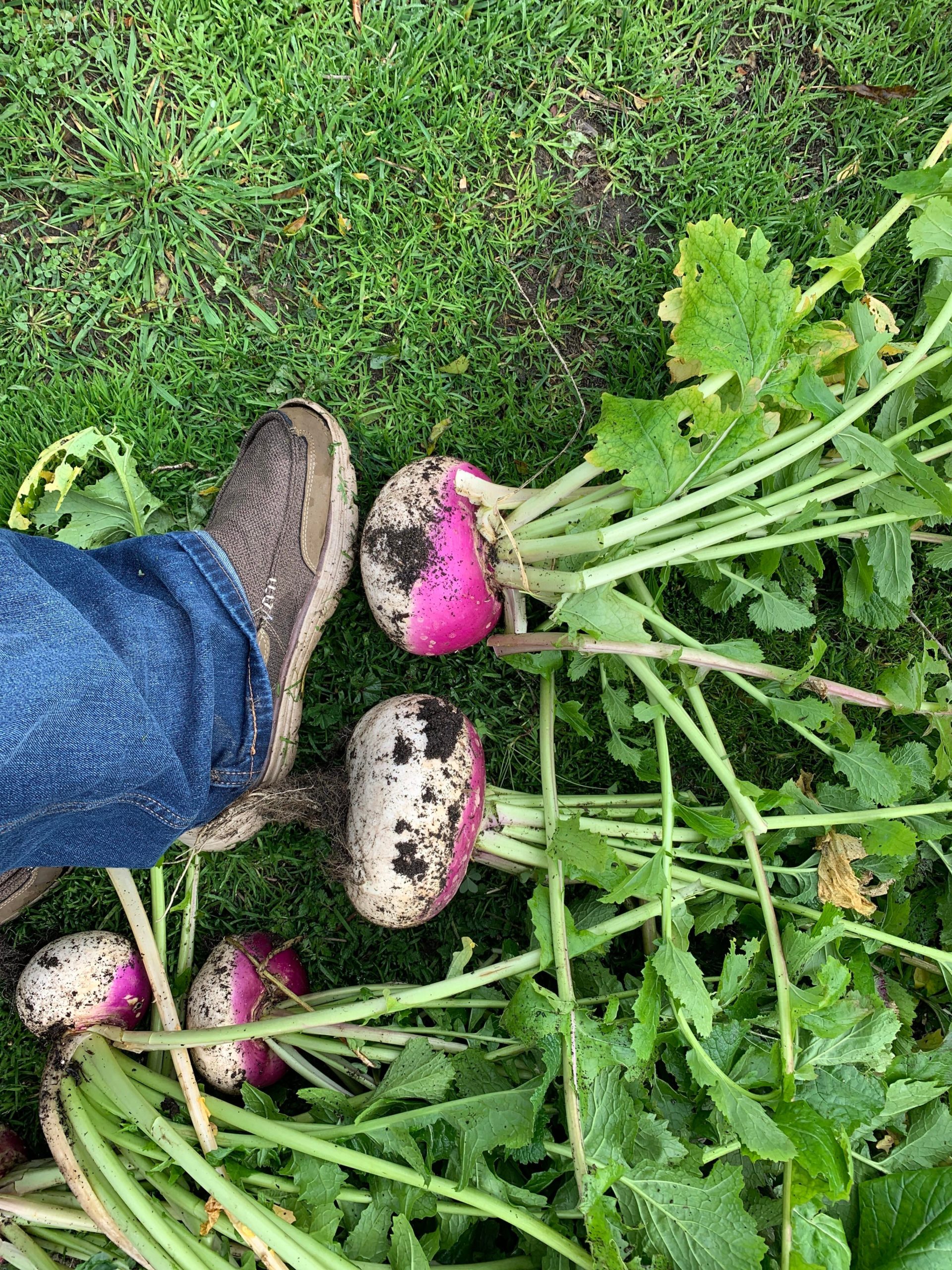 Not sure what to do with these giant turnips - Dining and Cooking