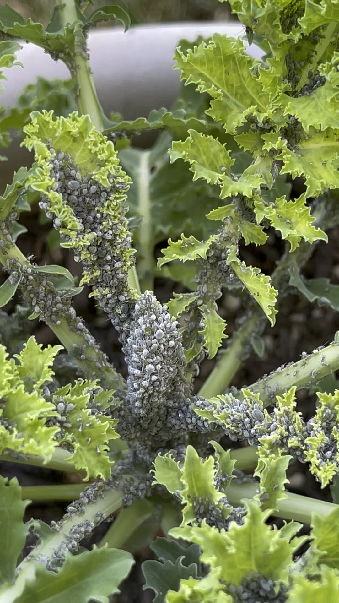 Aphids on my kale? Horrible infestation popped up while I went out of ...