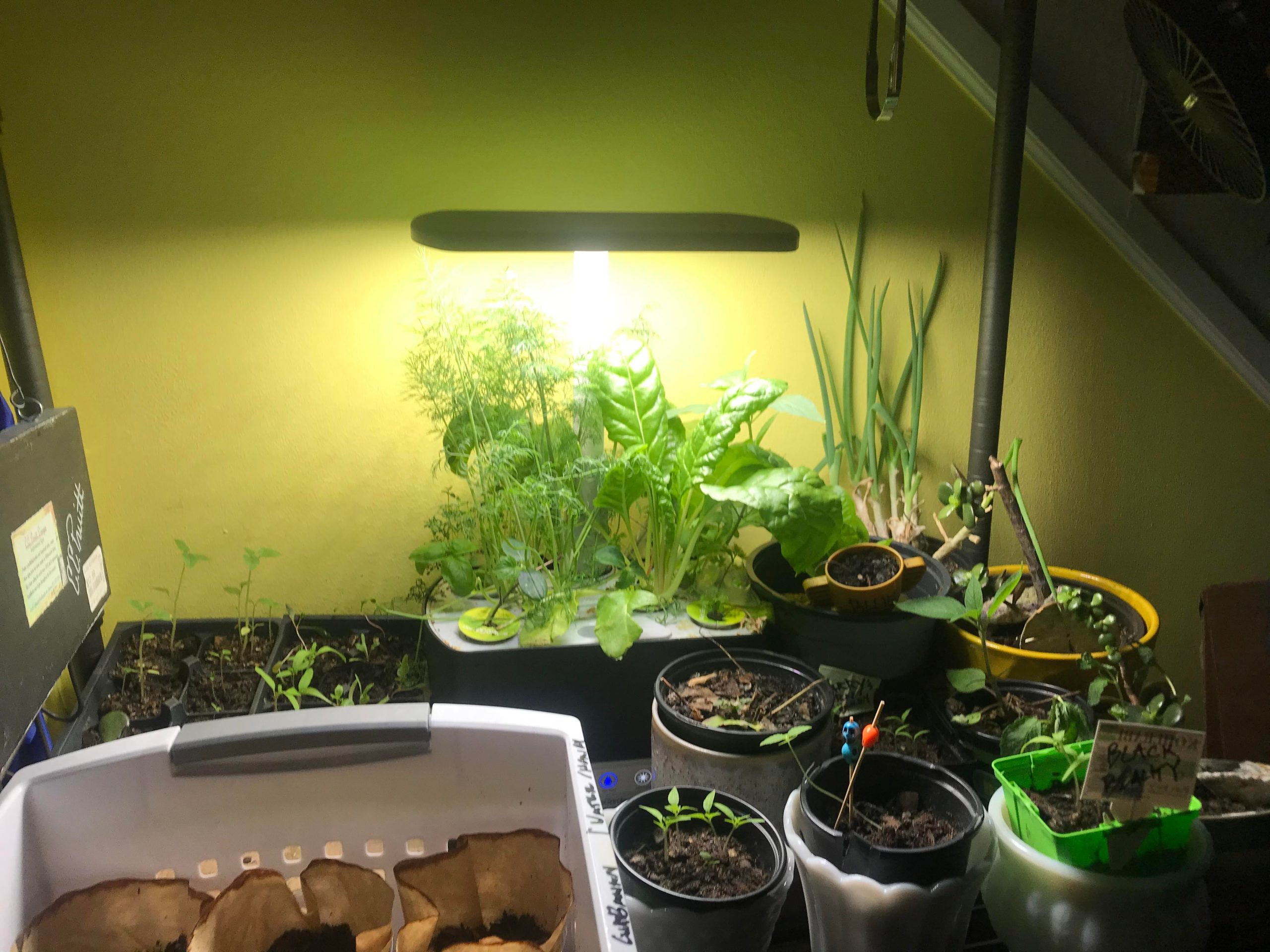 The Germination Station. Mostly heirlooms from Baker Creek and Seed ...