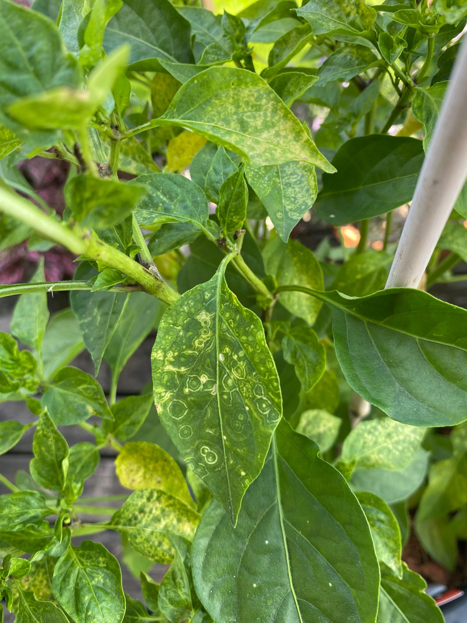 Chilli plant with stunted growth and strange pattern - Dining and Cooking