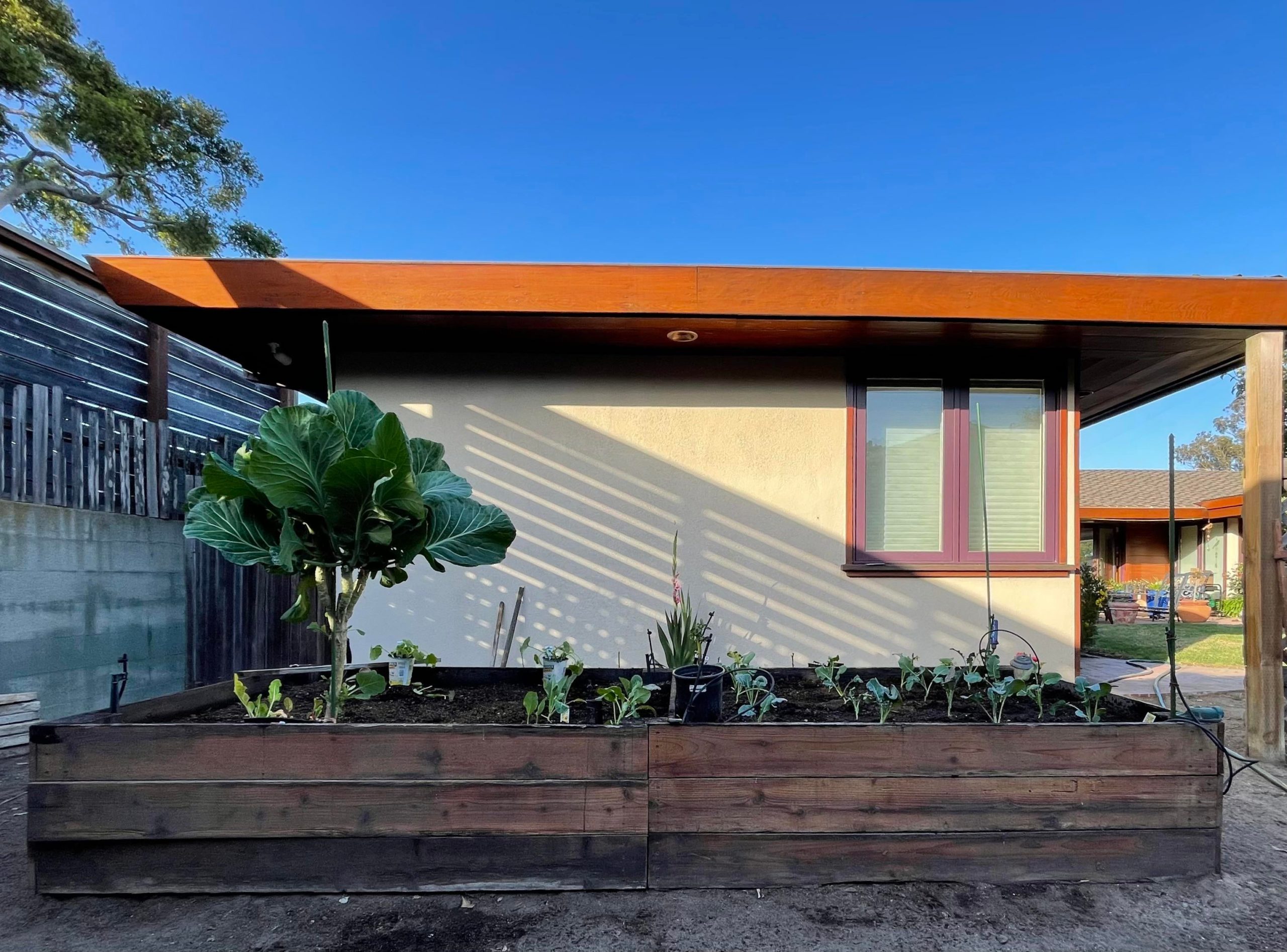 Monster Season 2 Kale over 1m tall and bolting. - Dining and Cooking