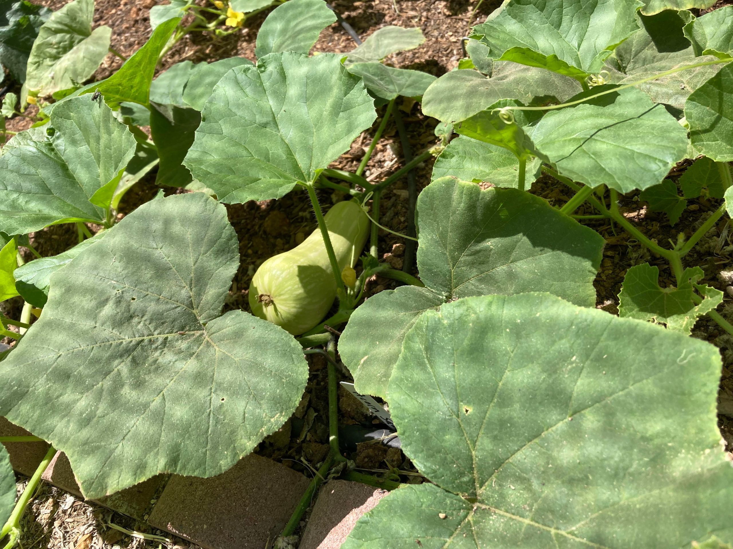 First squash of the year! - Dining and Cooking