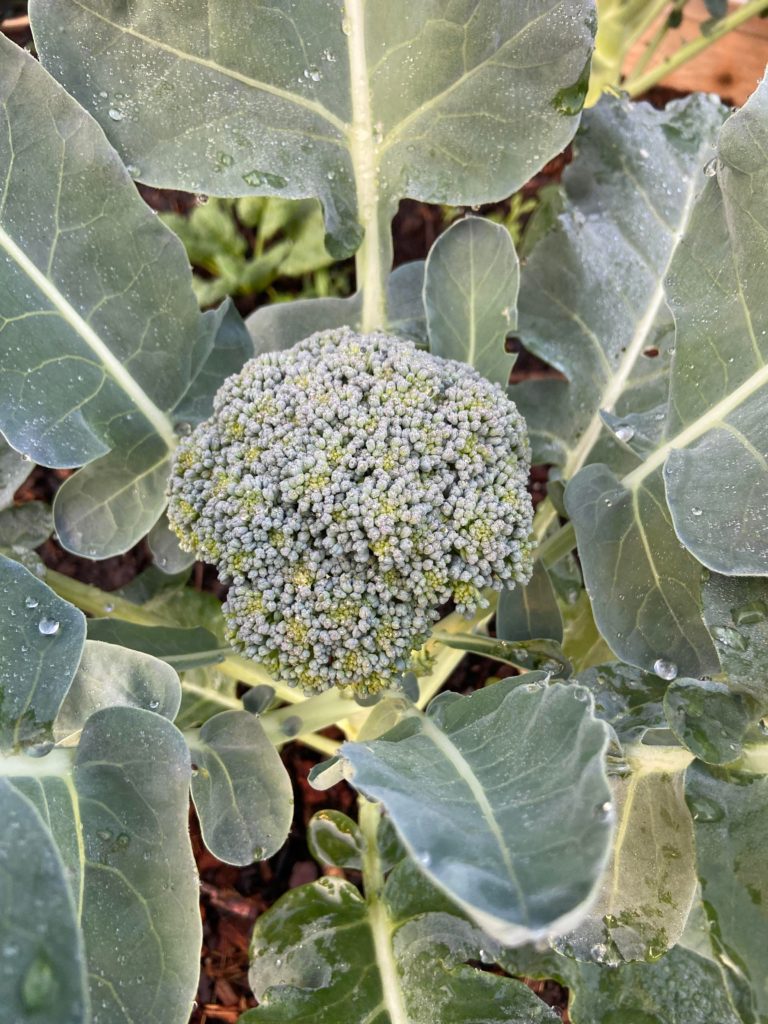 First time broccoli grower; is it about to bolt? - Dining and Cooking