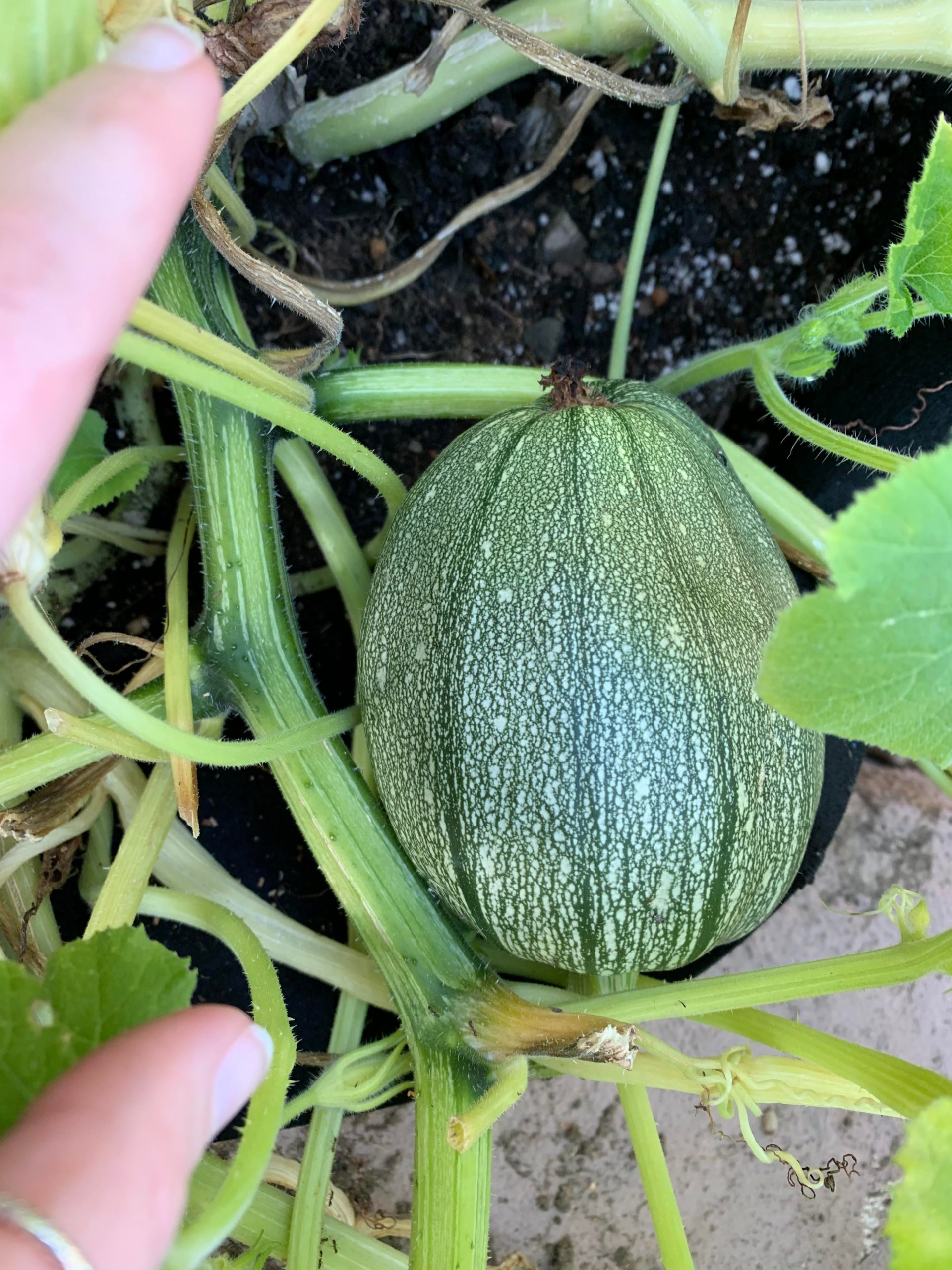 What did my spaghetti squash cross with? - Dining and Cooking