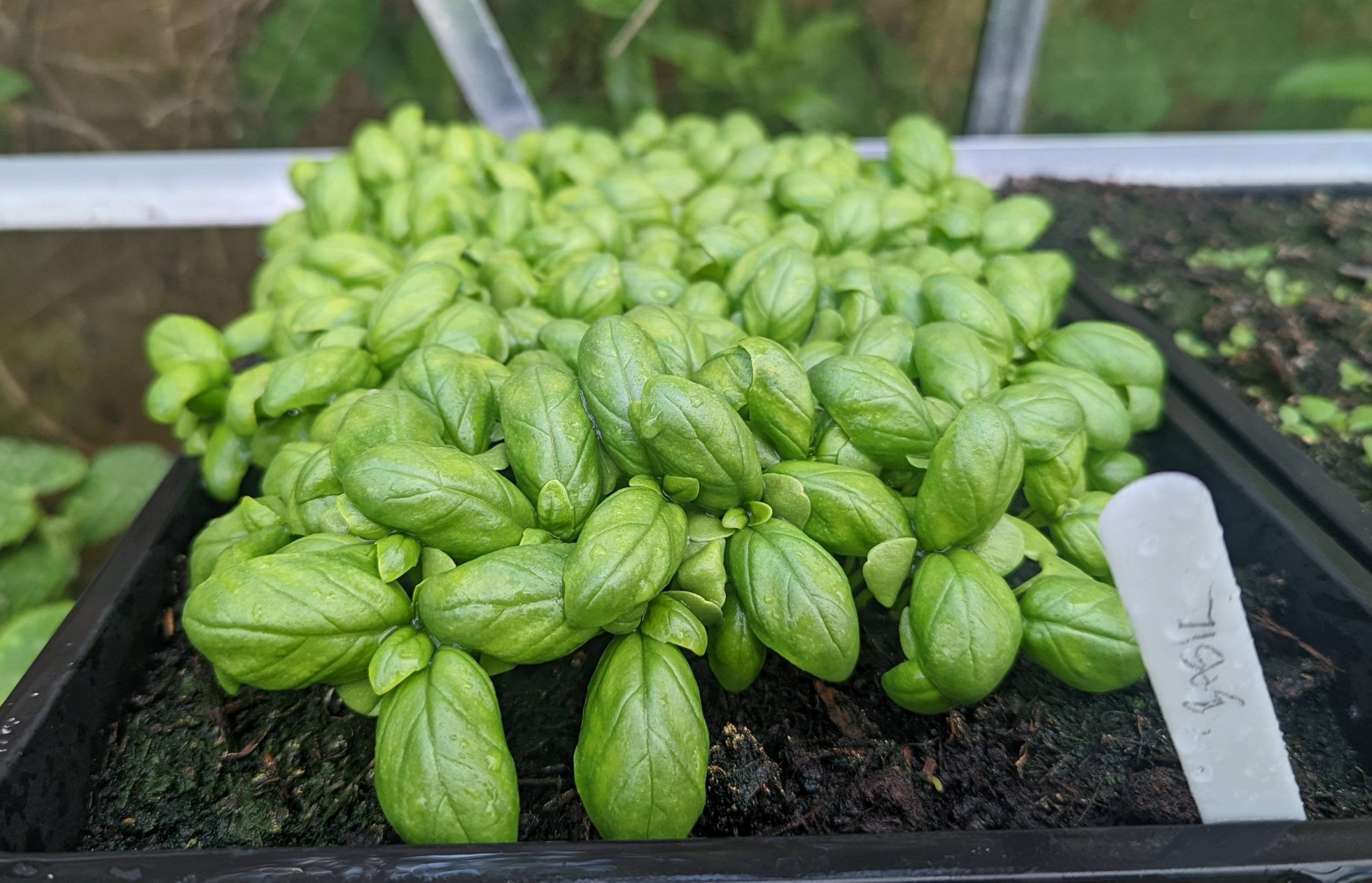It's not much, but this basil is the first edible thing I've ever grown ...