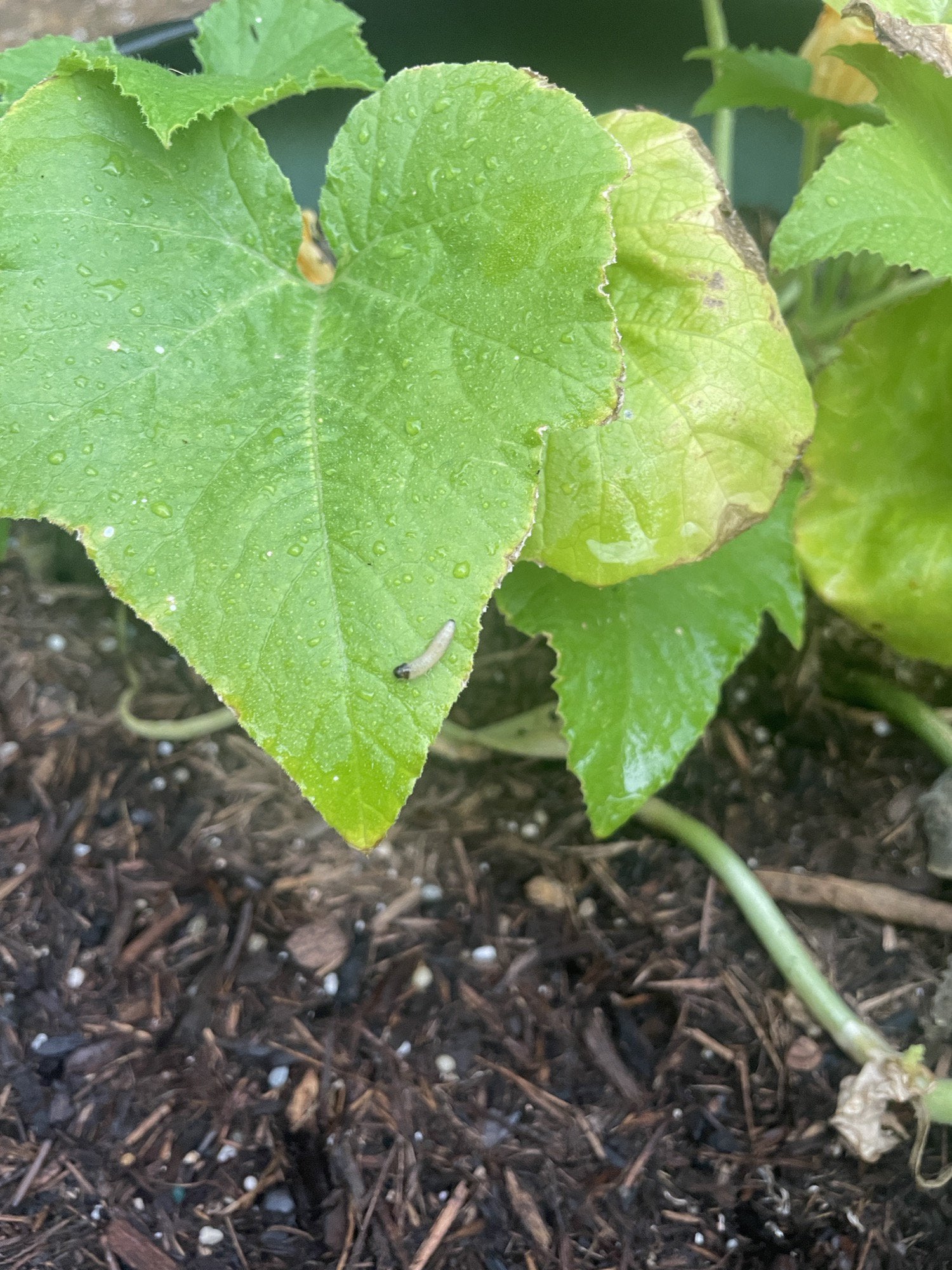 Squash pests and more? Need help - Dining and Cooking