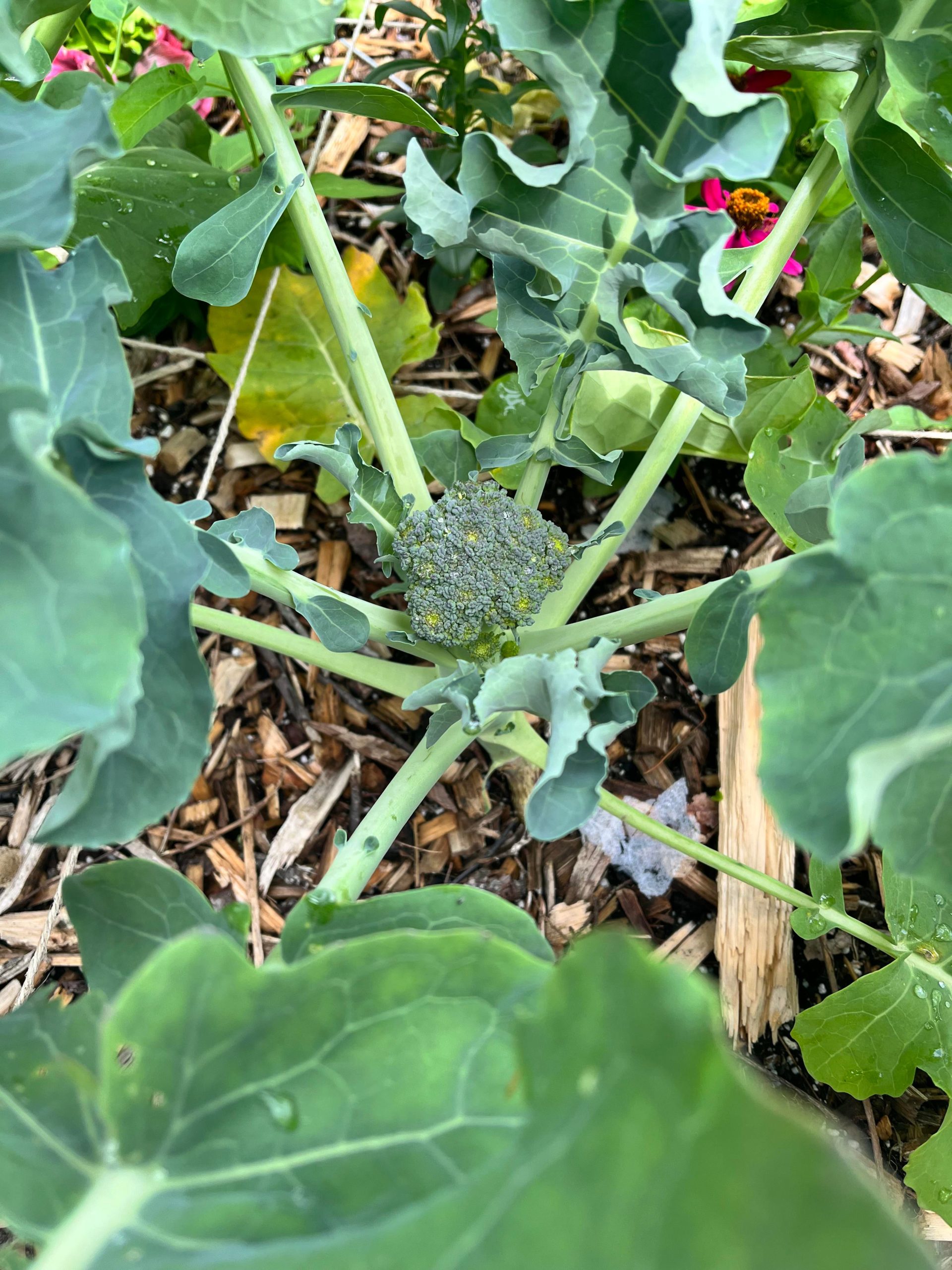 It finally happened! My first ever broccoli are growing their heads ...