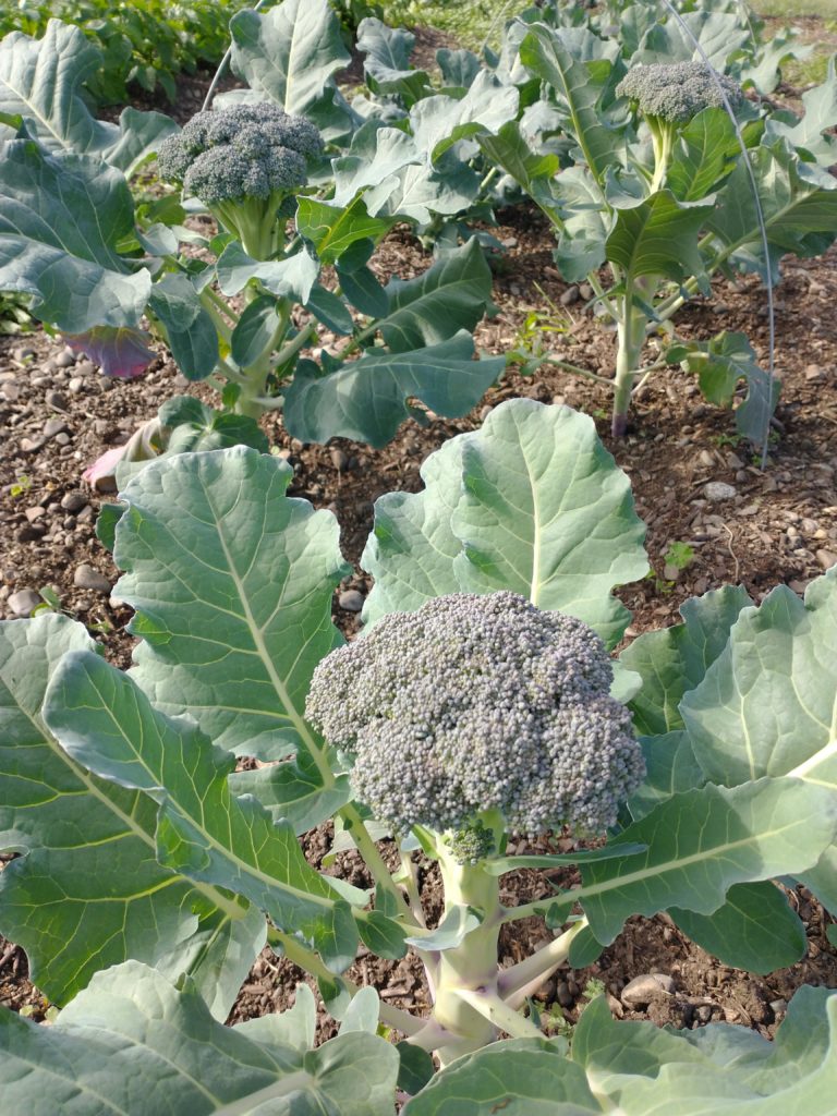 Gypsy broccoli 🥦 - Dining and Cooking