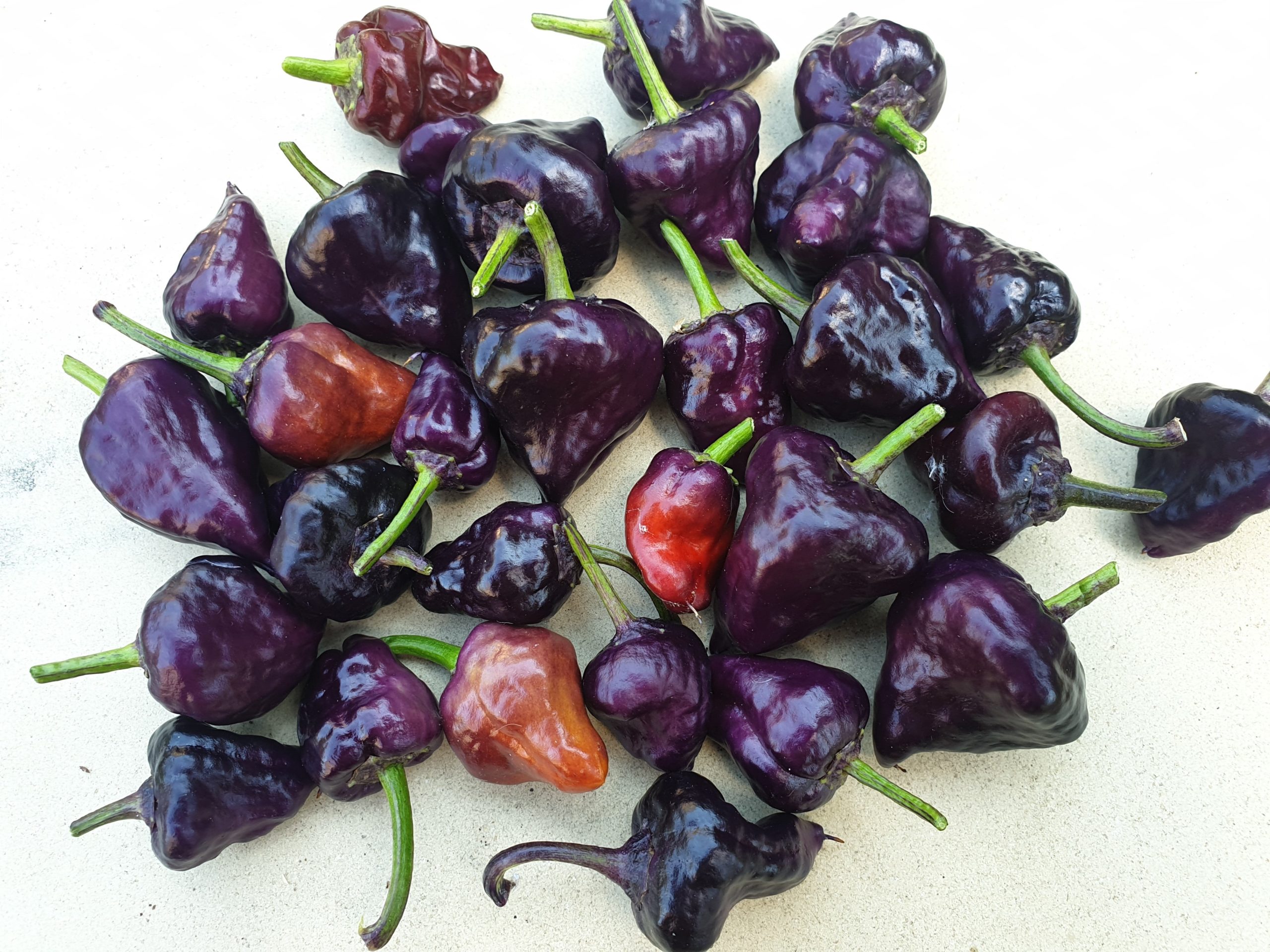 first little pepper harvest of the year 🙂 (Purple UFO) - Dining and Cooking