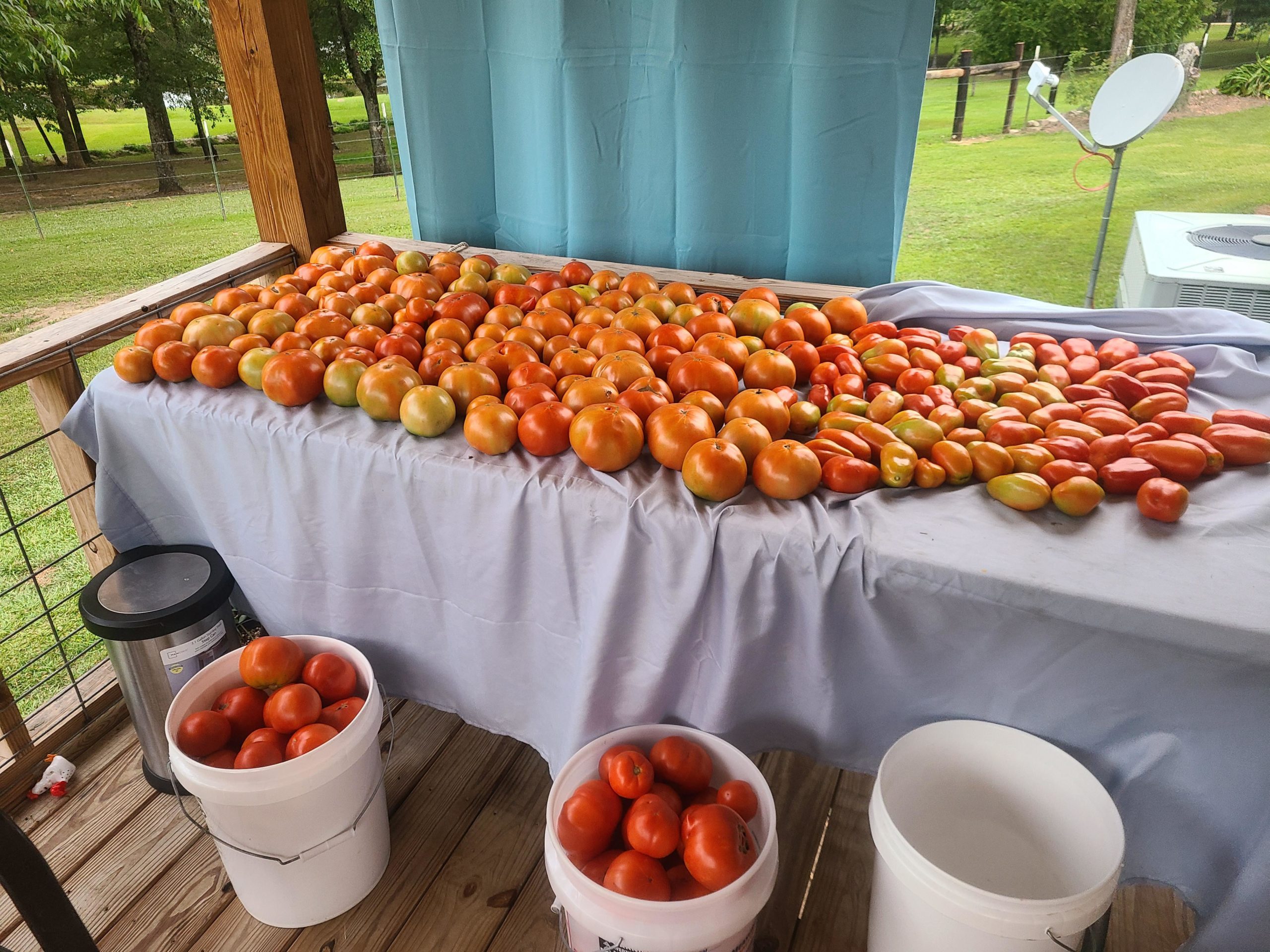 Our tomato table. Restocked every other day - Dining and Cooking