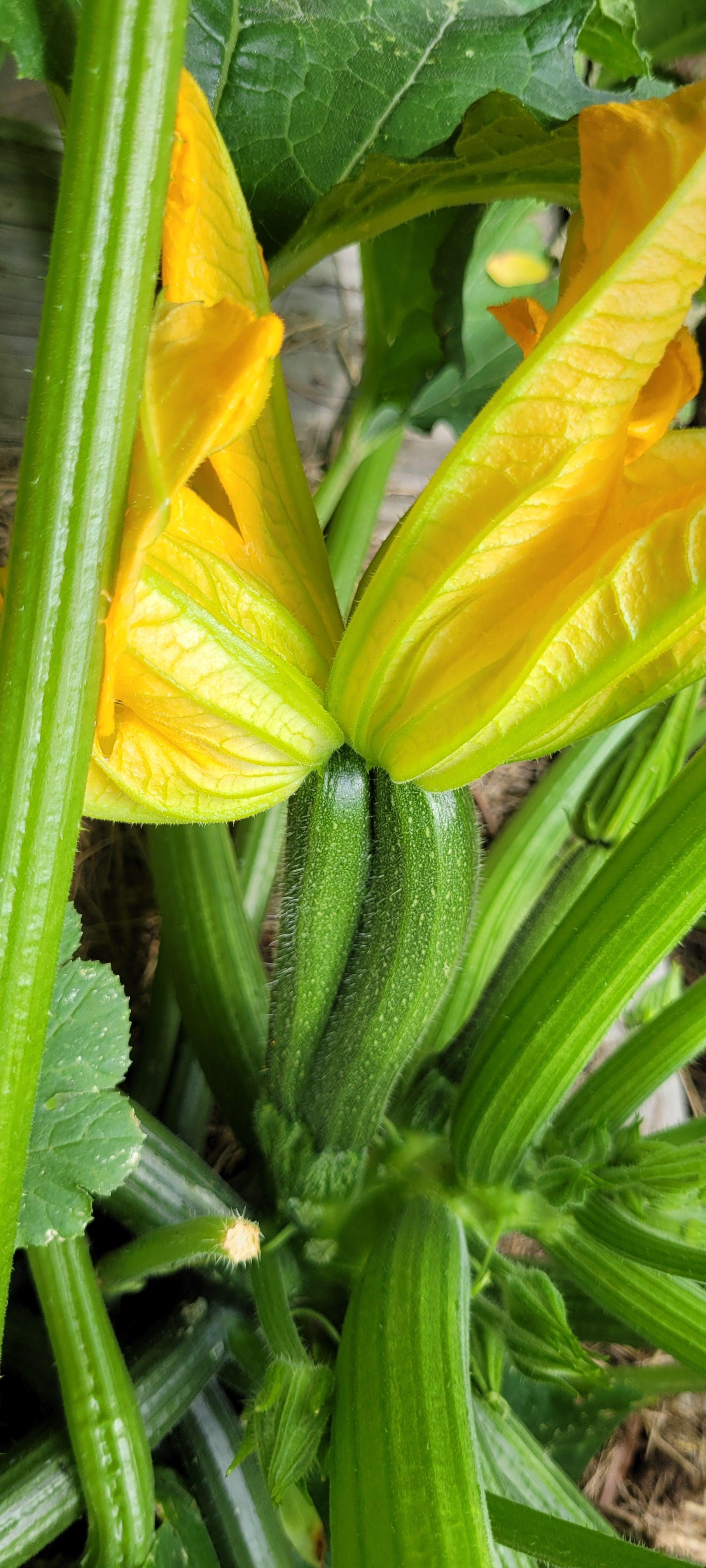 Conjoined Twin Zucchini - Dining and Cooking