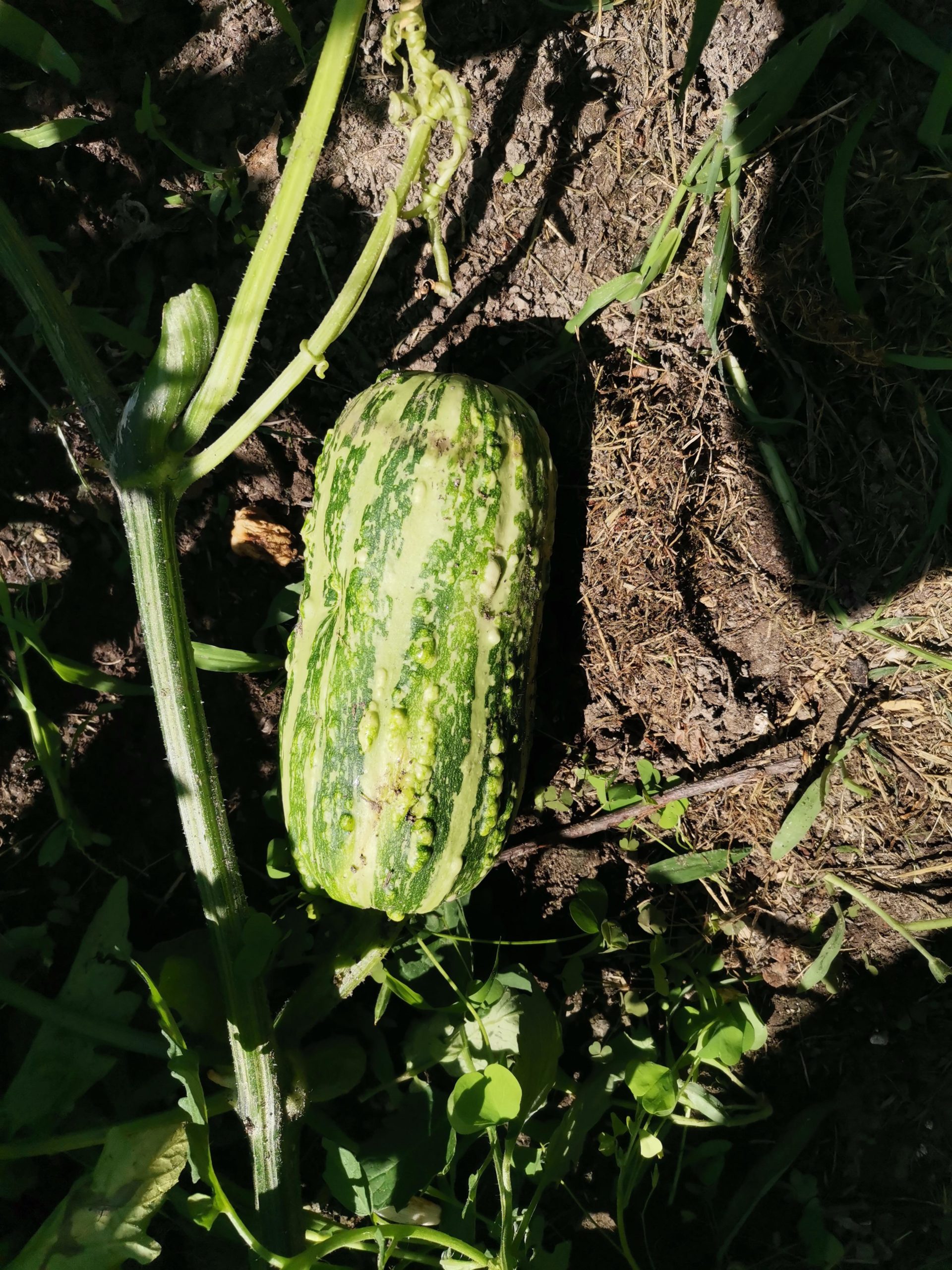 please help: is this eatable? my app says cucurbita pepeto. - Dining ...