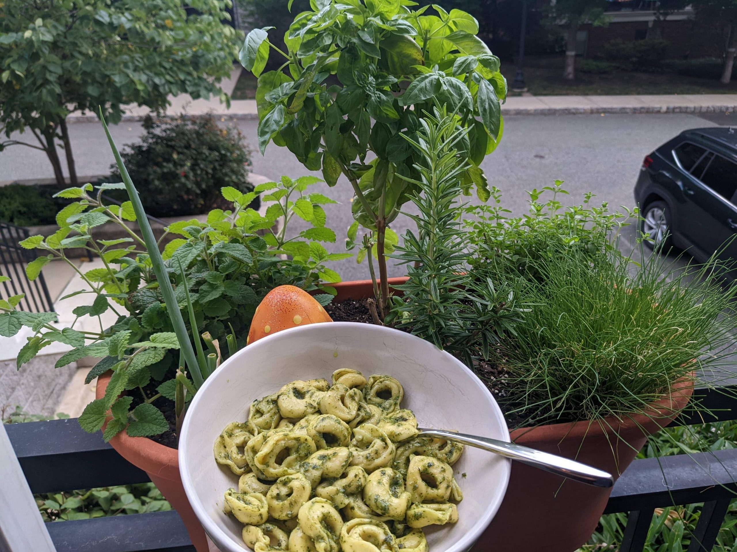I made a basil tree...and pesto - Dining and Cooking