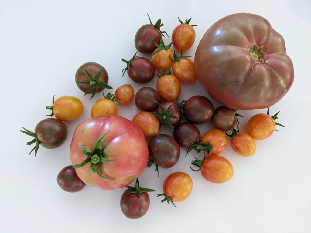 Second tomato harvest this year - Dining and Cooking