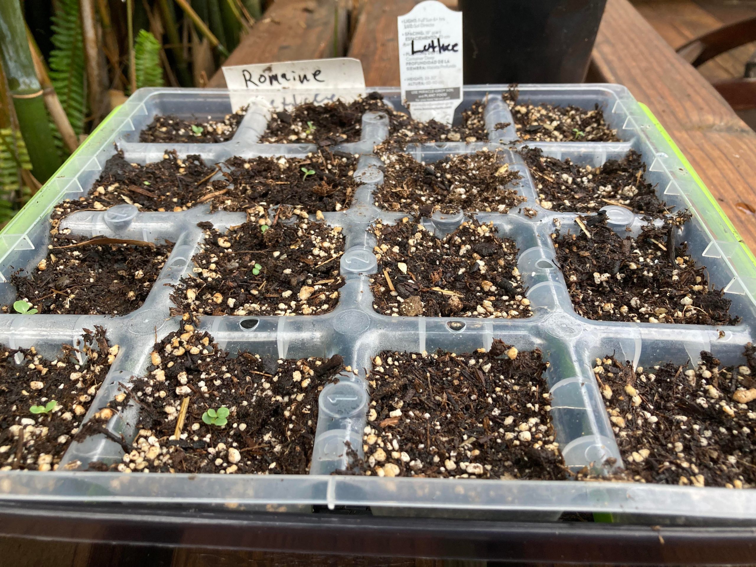 First time germinating lettuce. On the left is romaine lettuce which is ...