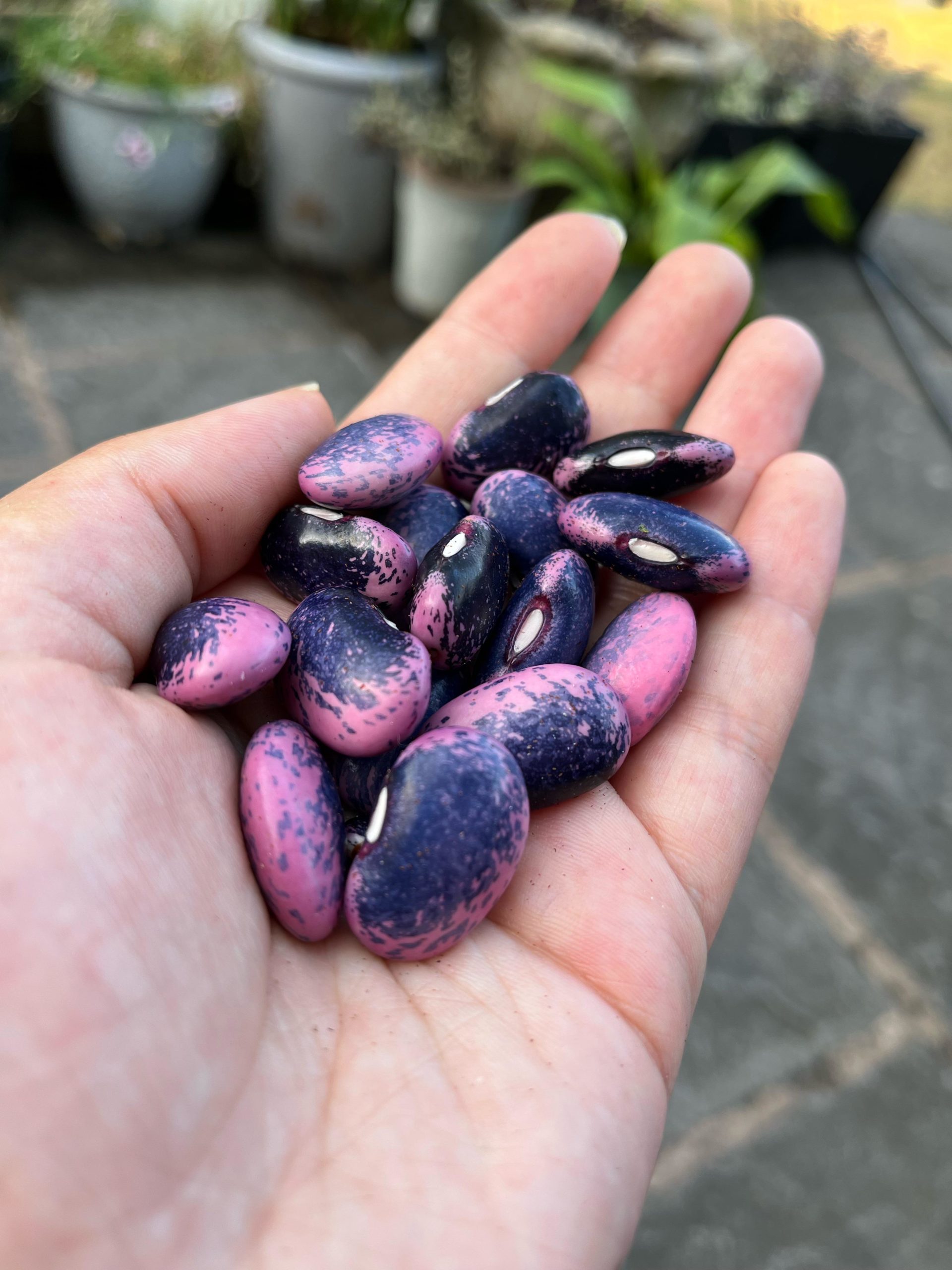 These incredible mystery beans I grew from someone off Facebook Market ...