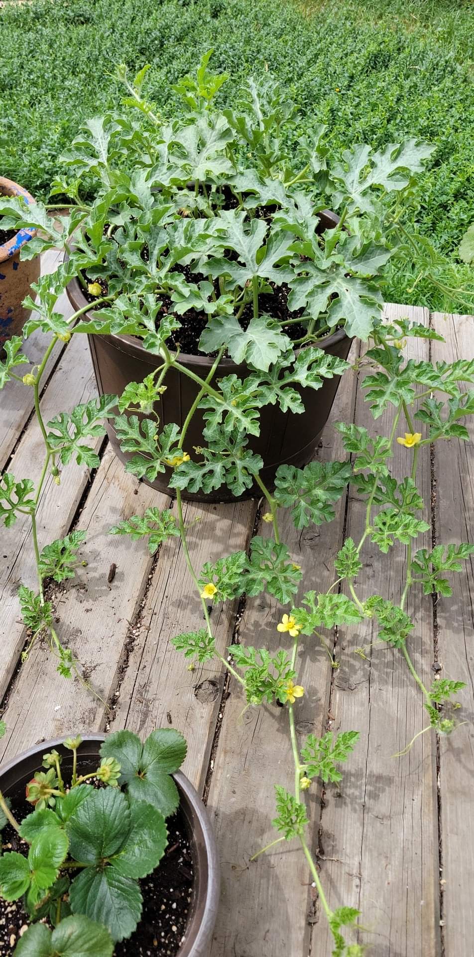 Crimson red watermelon. I've never done this before.. now what?! so ...