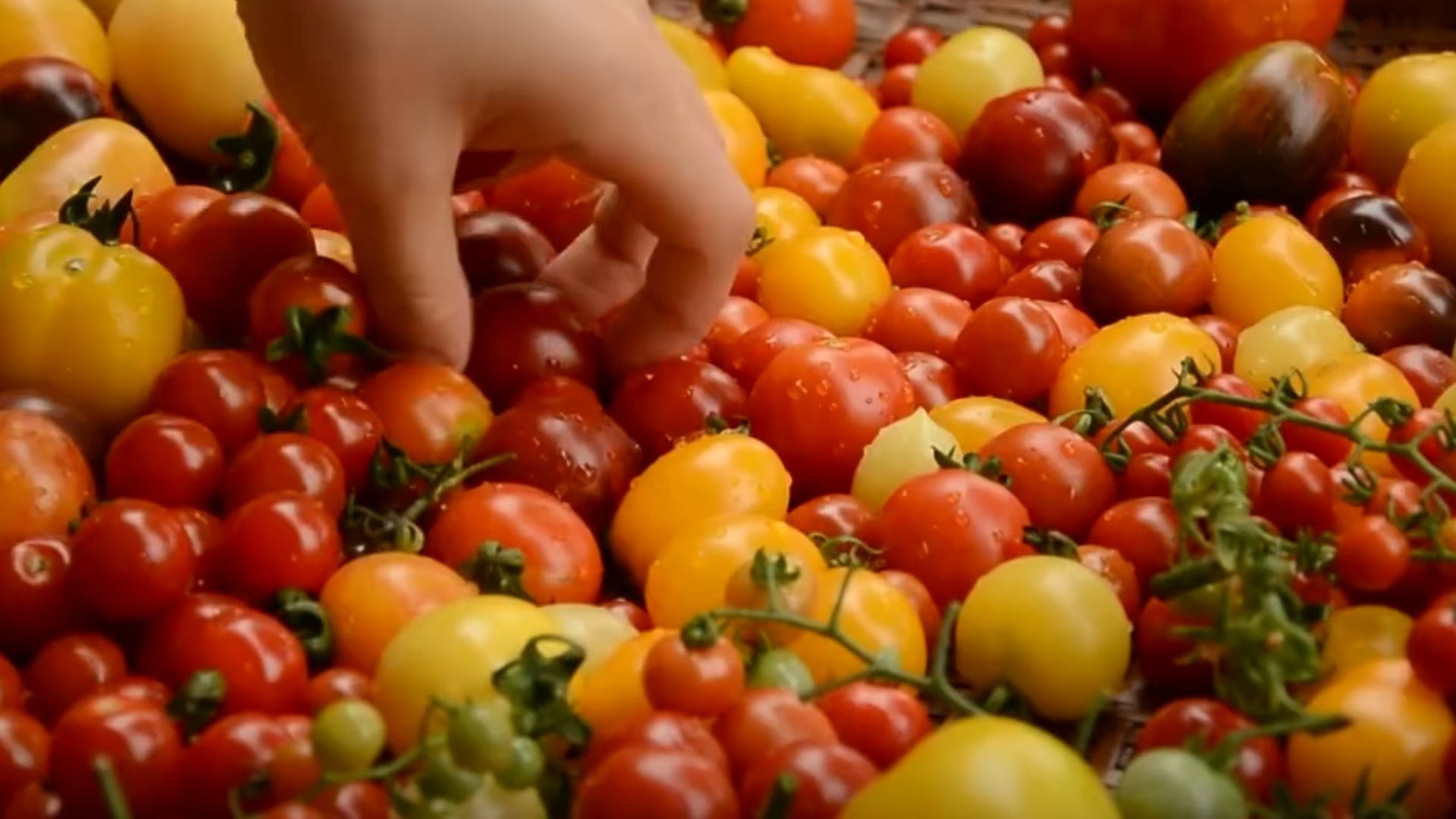 The hard way to go for growing tomatoes - Dining and Cooking