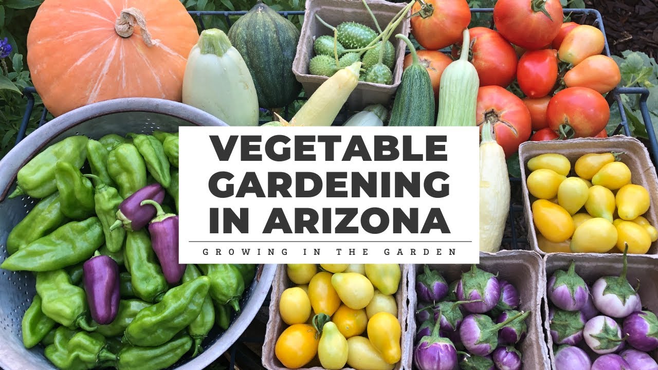 VEGETABLE GARDENING in Arizona, 7 Principles for SUCCESS: Growing in ...