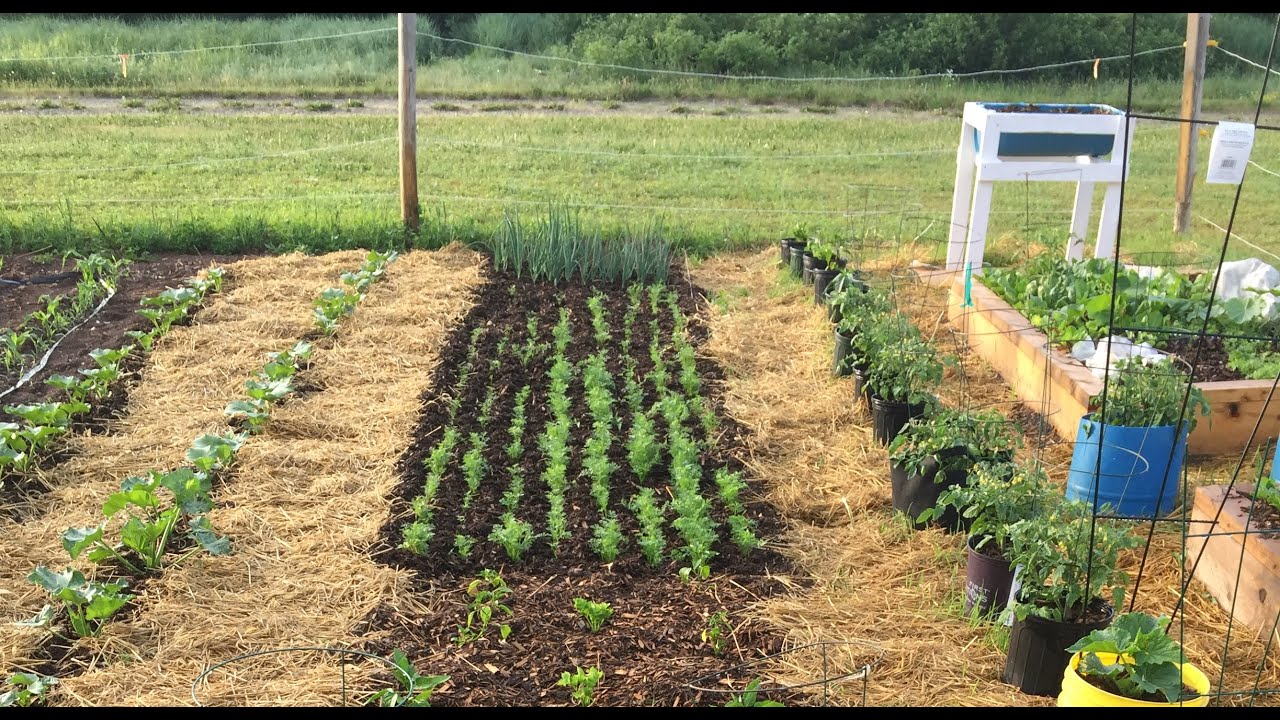 5 BASIC VEGETABLE GARDENING METHODS - Dining and Cooking