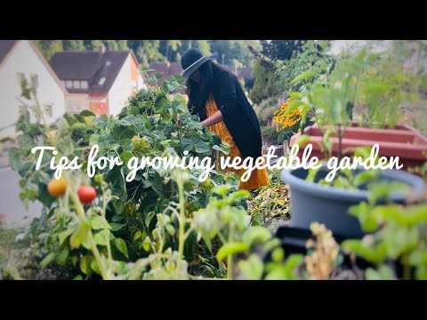 Tips for Growing your own Vegetable Garden | For Beginners - Dining and ...