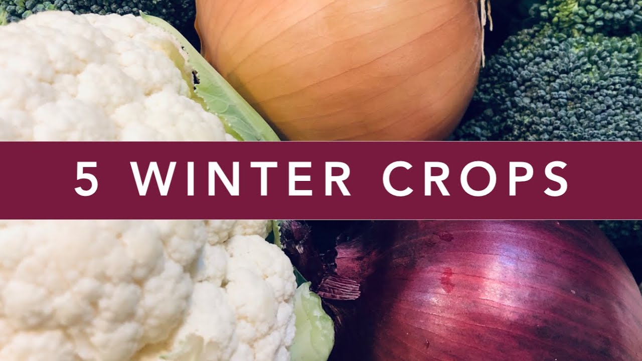 5 Winter Crops for your Florida Vegetable Garden | Florida Vegetable ...