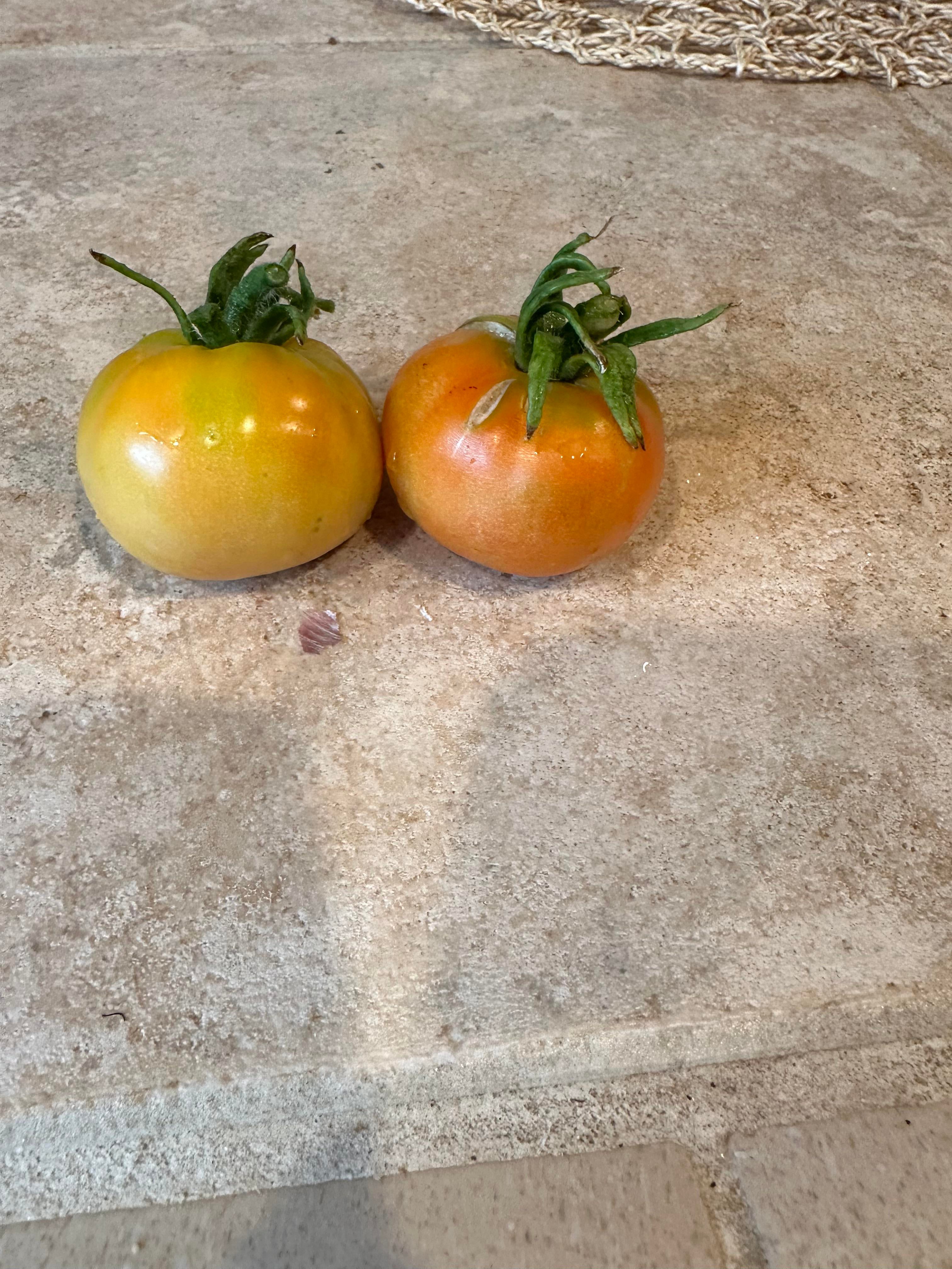 My first ever from seed to fruit tomatoes!! - Dining and Cooking