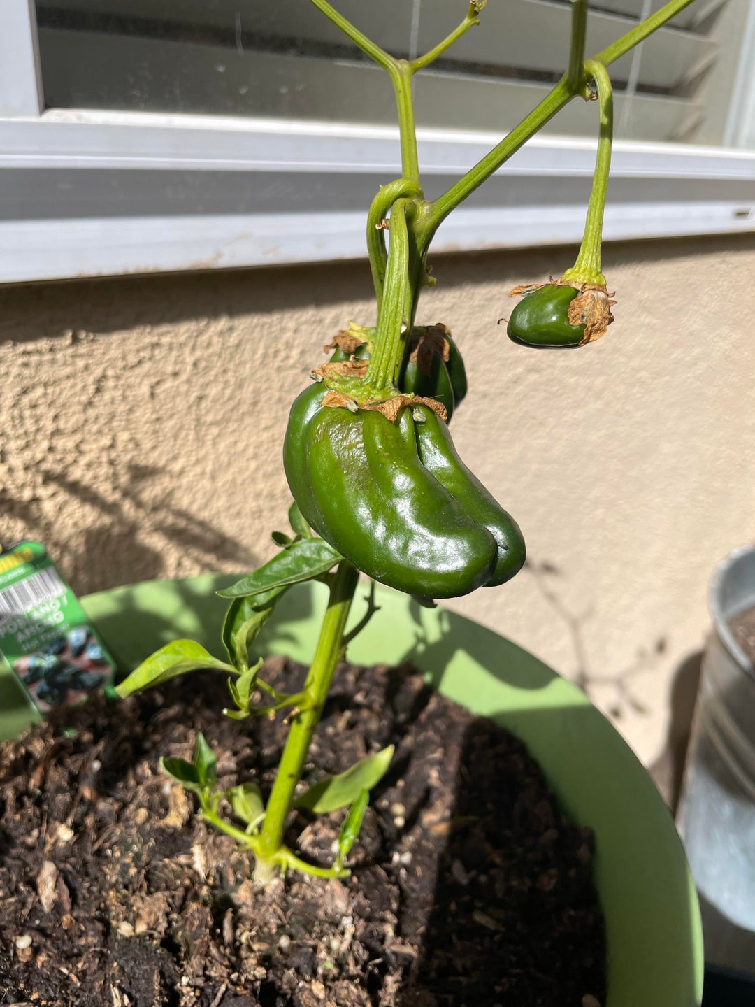 Poblano Plant - Dining and Cooking