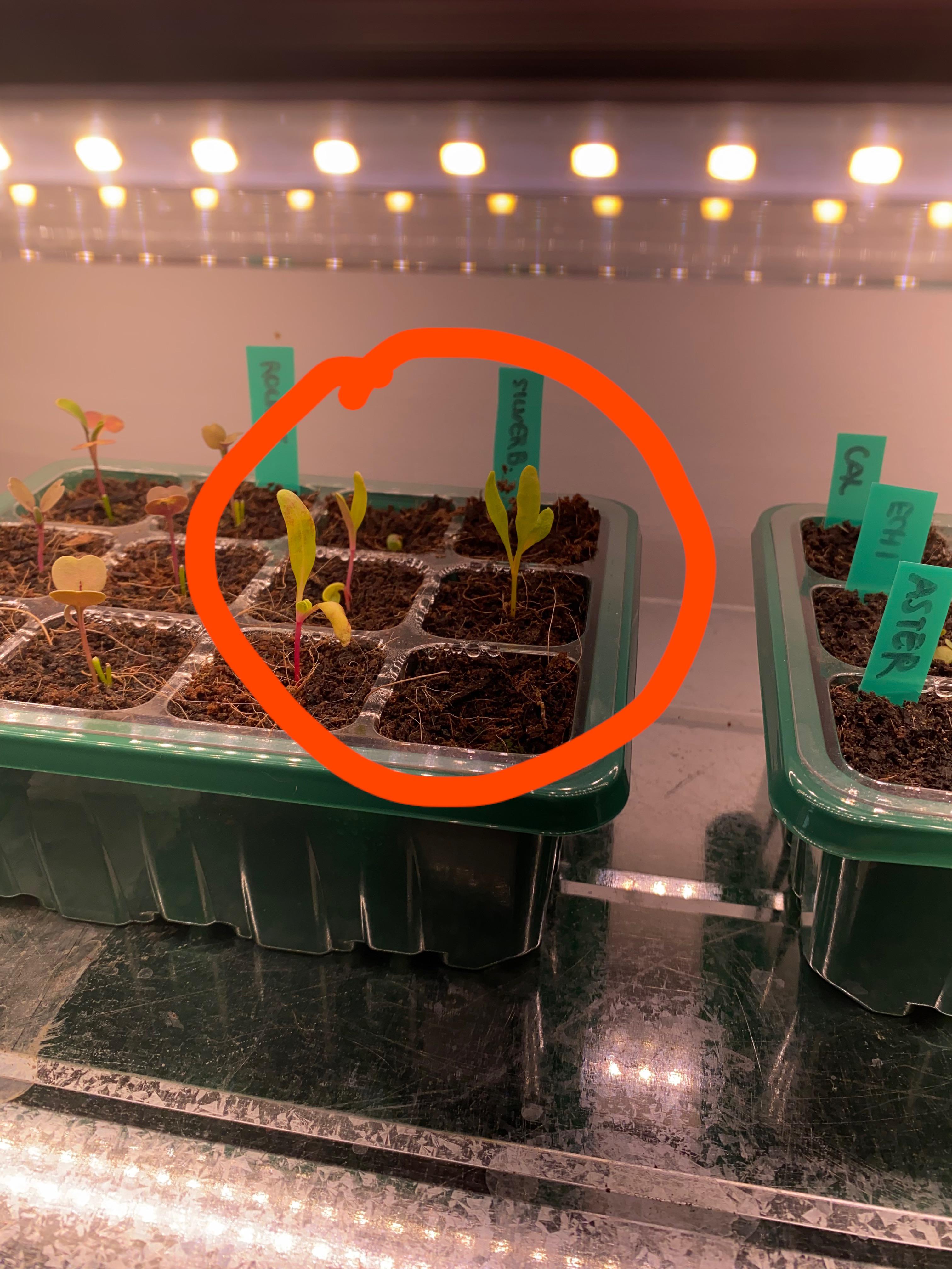 Why are my silverbeet seedling leaves pointing straight upwards ...