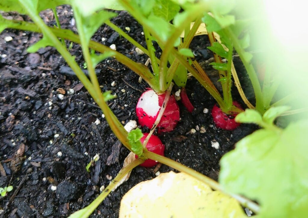Is this a mouse nibbling my late season radishes? - Dining and Cooking