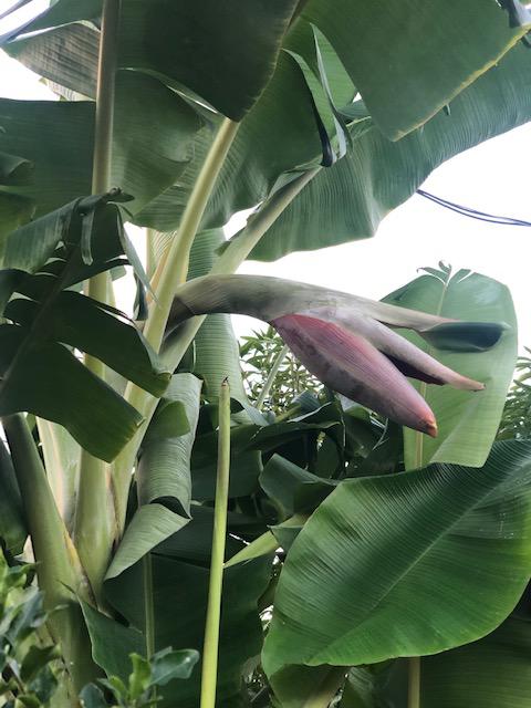 Blue banana terminal spike finally shoots out after more than a year ...