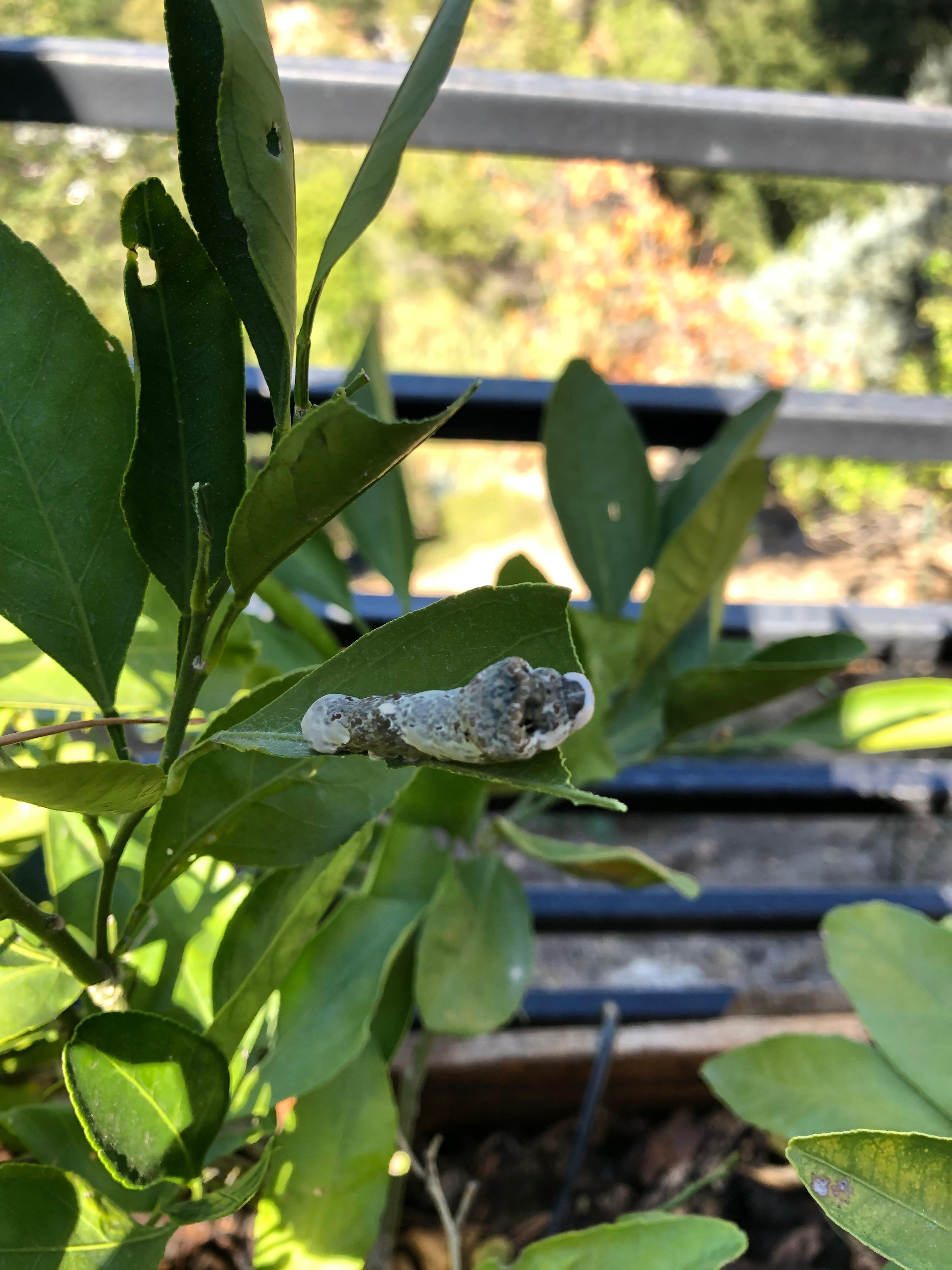 When do citrus buds start forming? Not sure to remove this bird poop ...