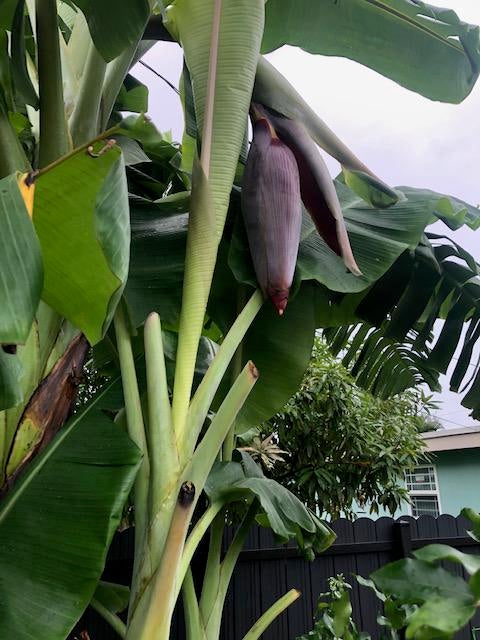 Blue Java (ice cream banana) is coming along. I didn't think it would ...