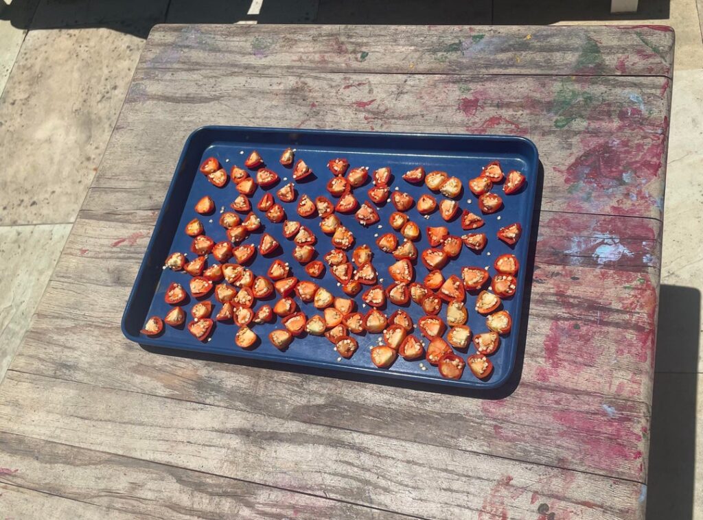 Sun dried chillis from my garden - Dining and Cooking