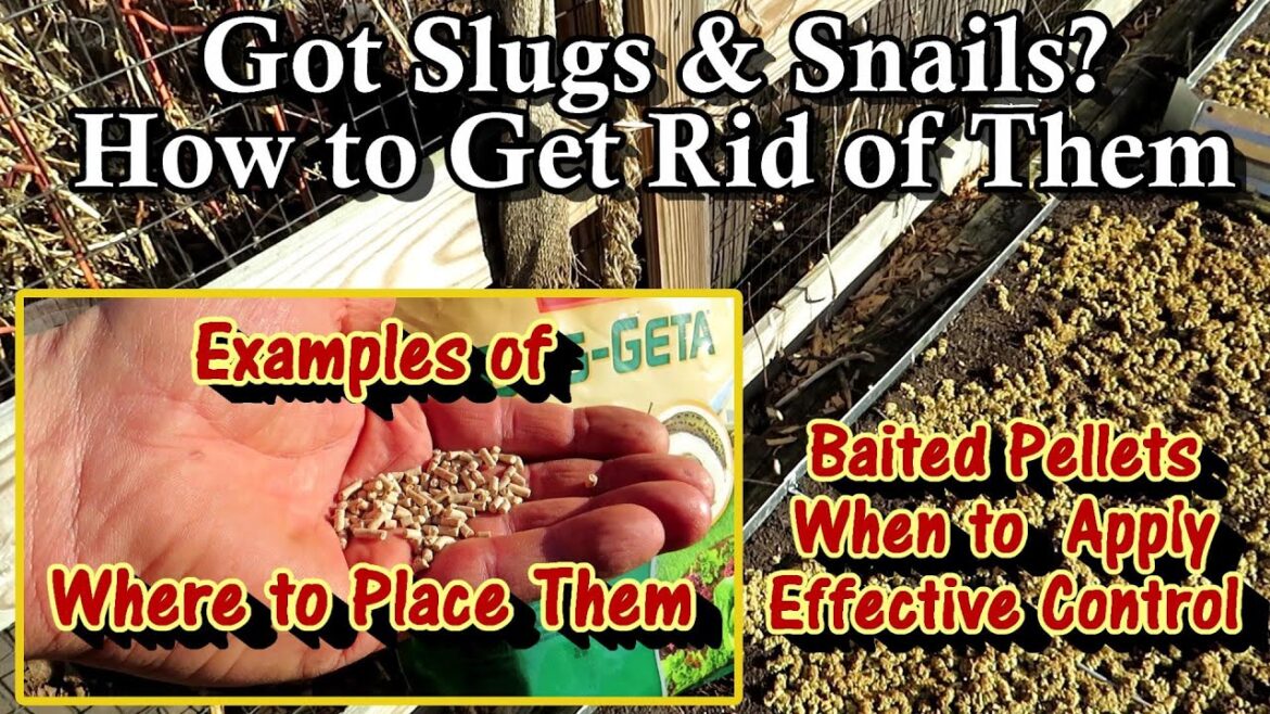 How To Easily Manage Snail & Slug Damage in Your Vegetable Garden: I No ...