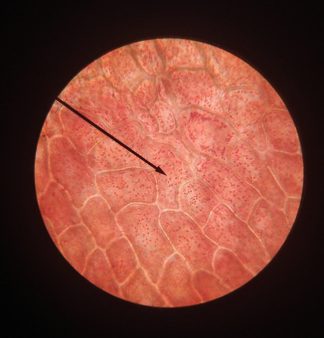 Red pepper skin under the microscope. Thought you may find it ...