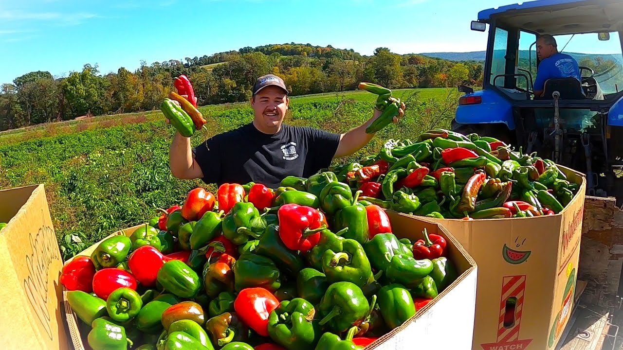 A VEGETABLE FARMERS AMAZING 2022 FROM PLANTING TO HARVEST - Dining and ...