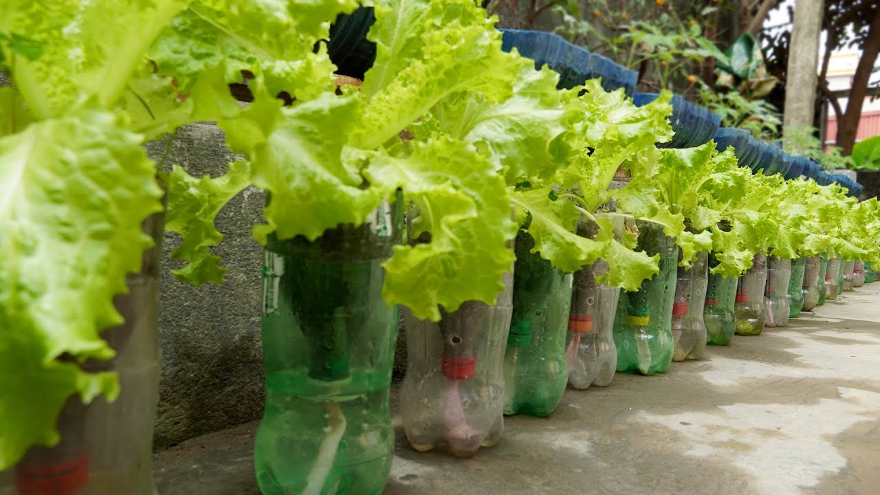 Recycle Plastic Bottles to Grow Vegetables at Home, Water Automatically ...
