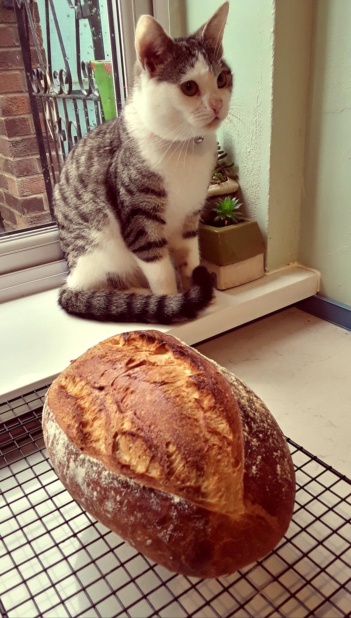 White loaf made with half milk/water - Dining and Cooking