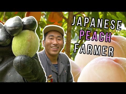 Growing Japanese Peaches (Hakuto 白桃) - Dining and Cooking
