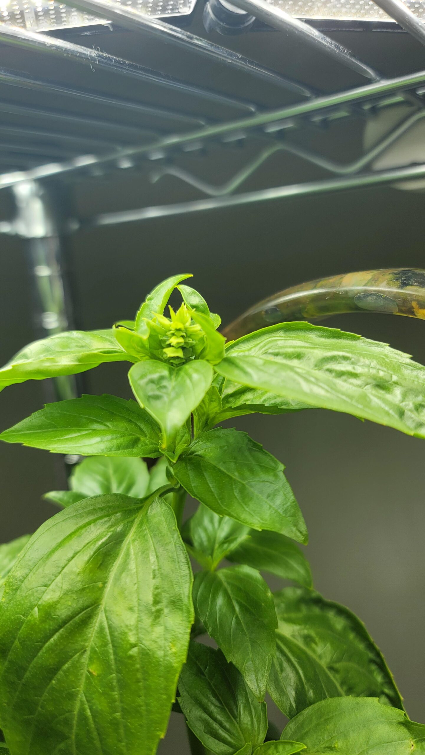 what's going on at the tip of my basil? are those leaves or some kind ...