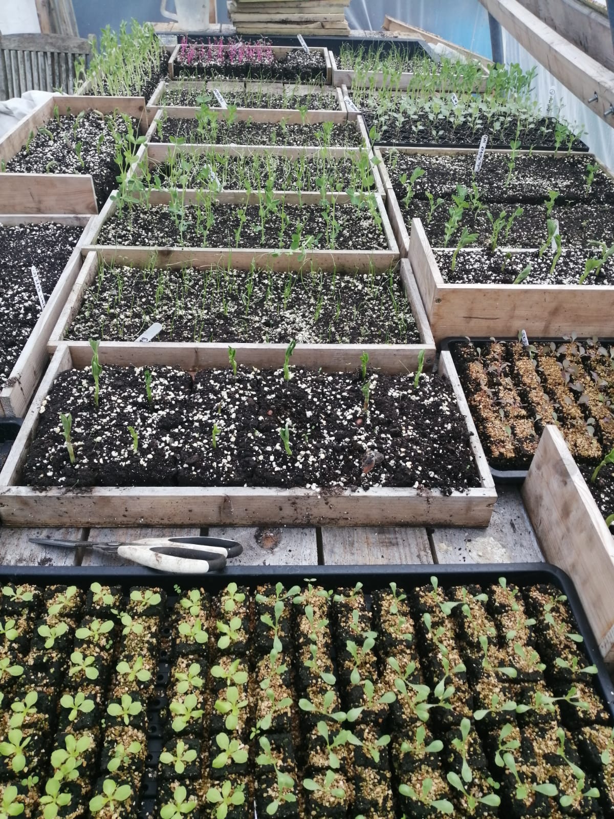 Germinating the cold-hardy crops in the polytunnel to get a jumpstart ...