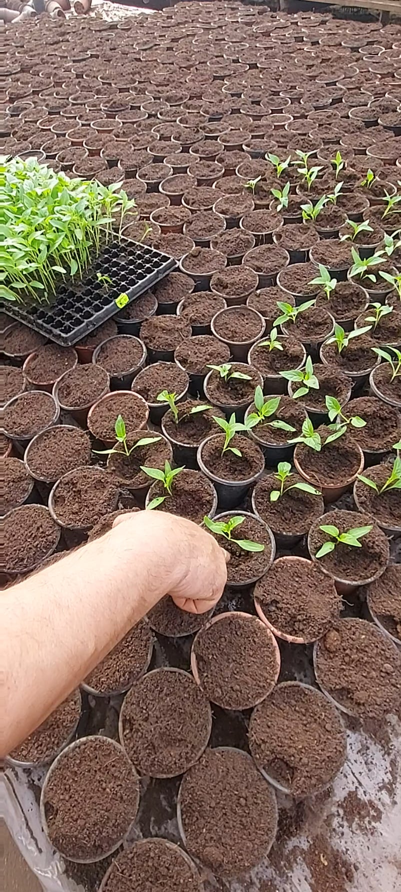 How to transplant pepper plants - Dining and Cooking