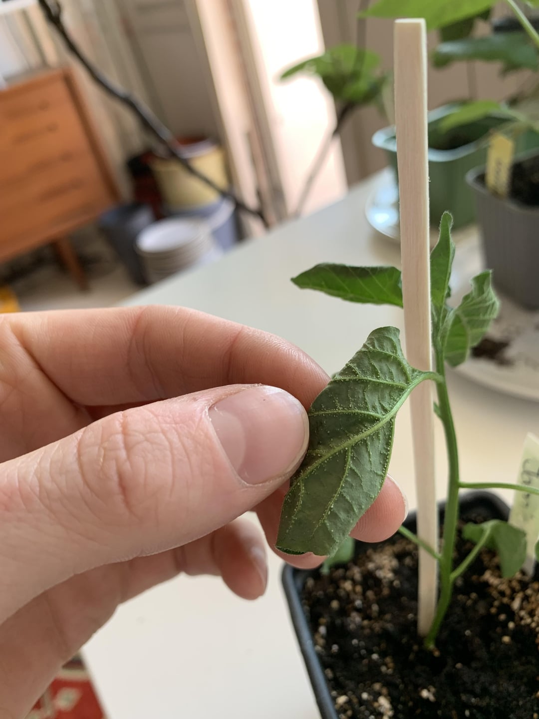 Jamaican Bell pepper started drooping and also noticed some spots under ...
